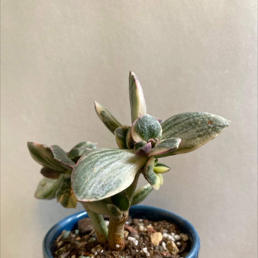 🌞 My Variegated Jade Plant's Sunlight Needs