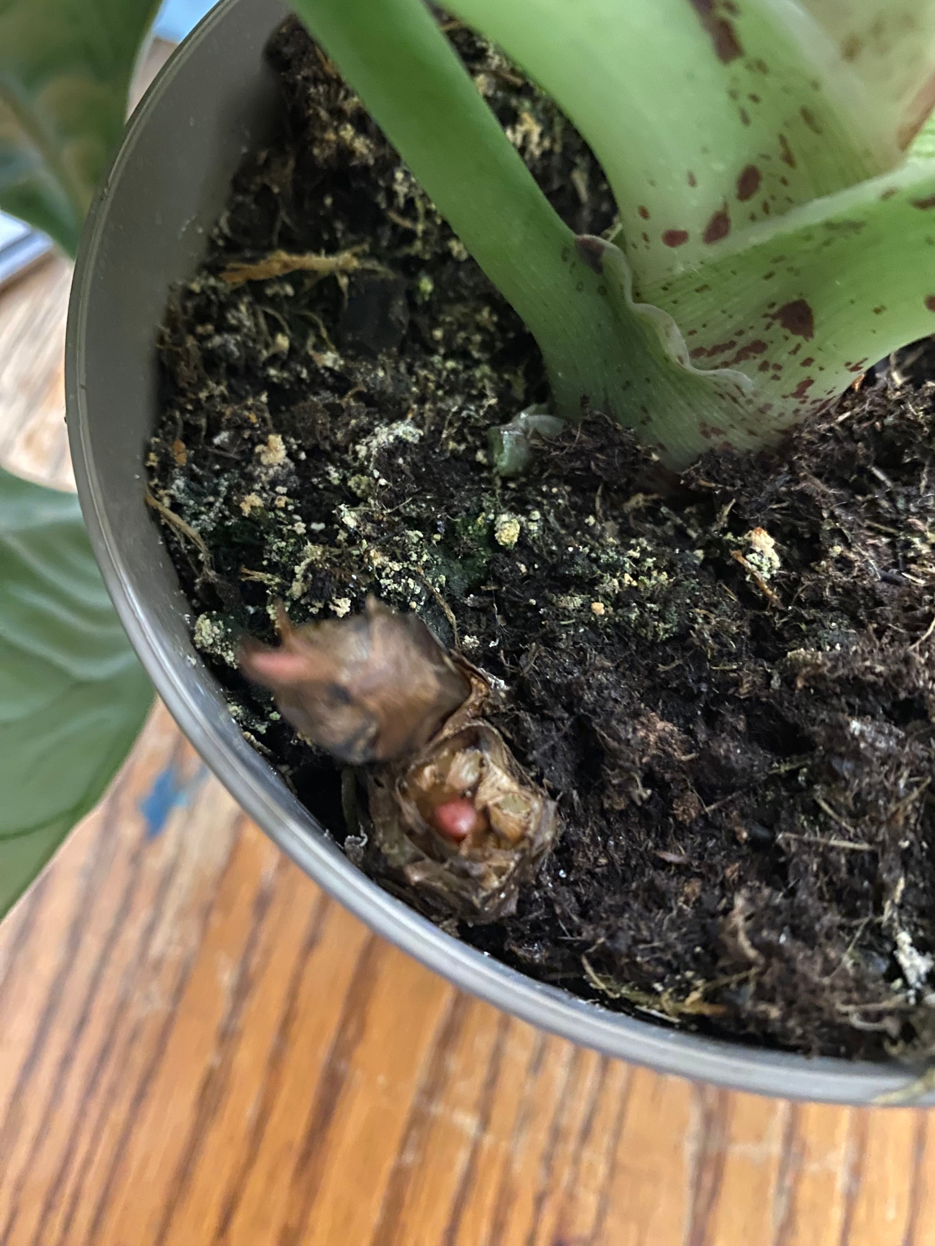 Corm Propagation Techniques