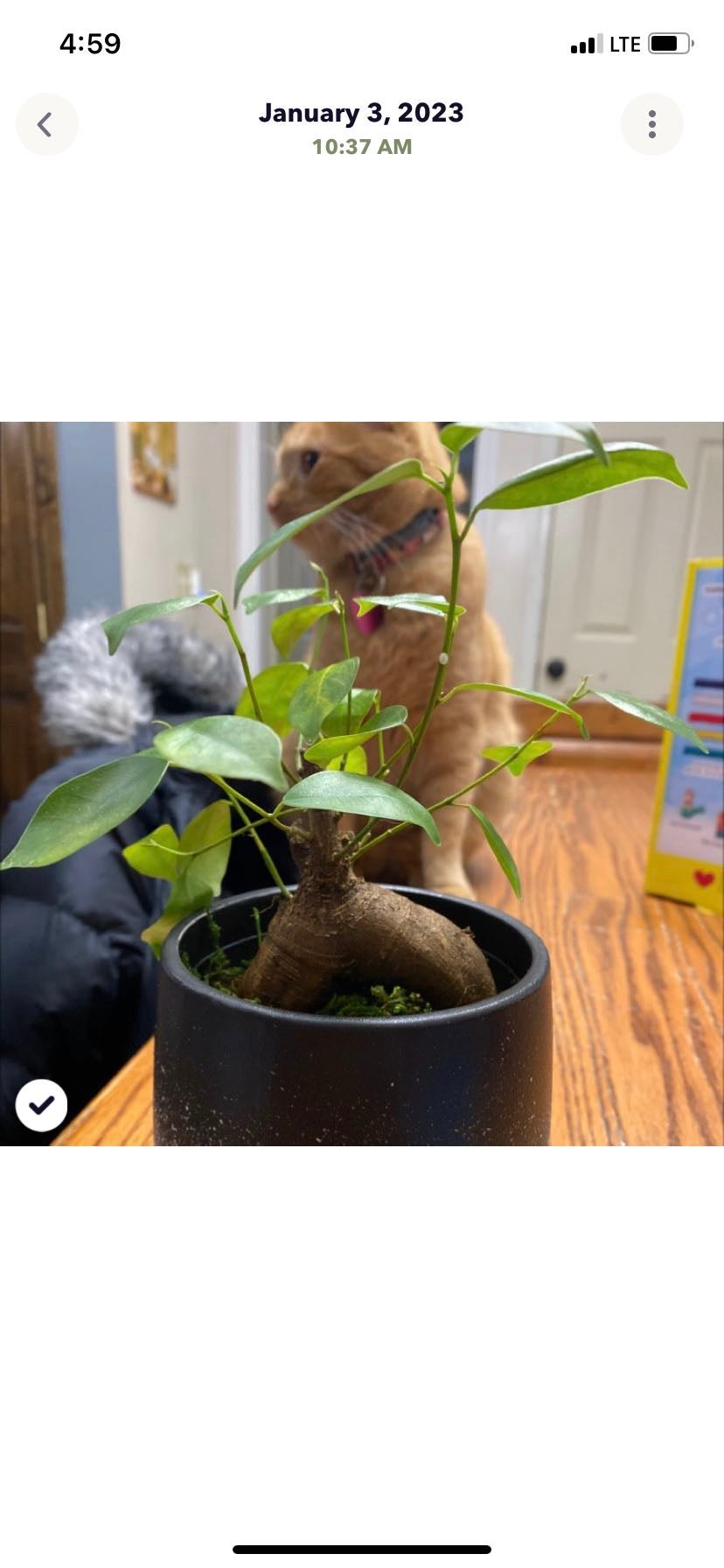 Do any of you own this plant?