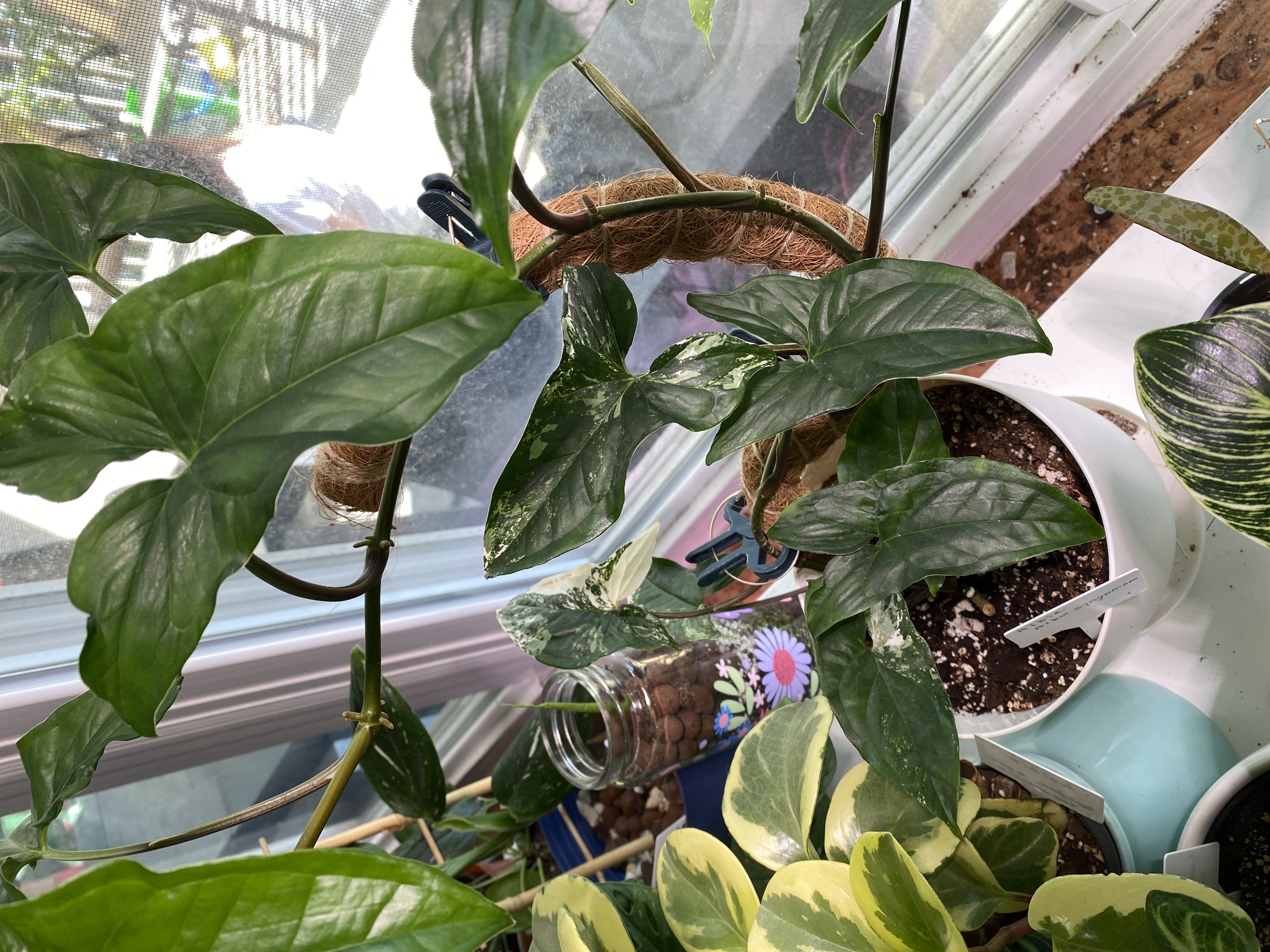 Why Are My Variegated Arrowhead Vine Leaves Mushy?