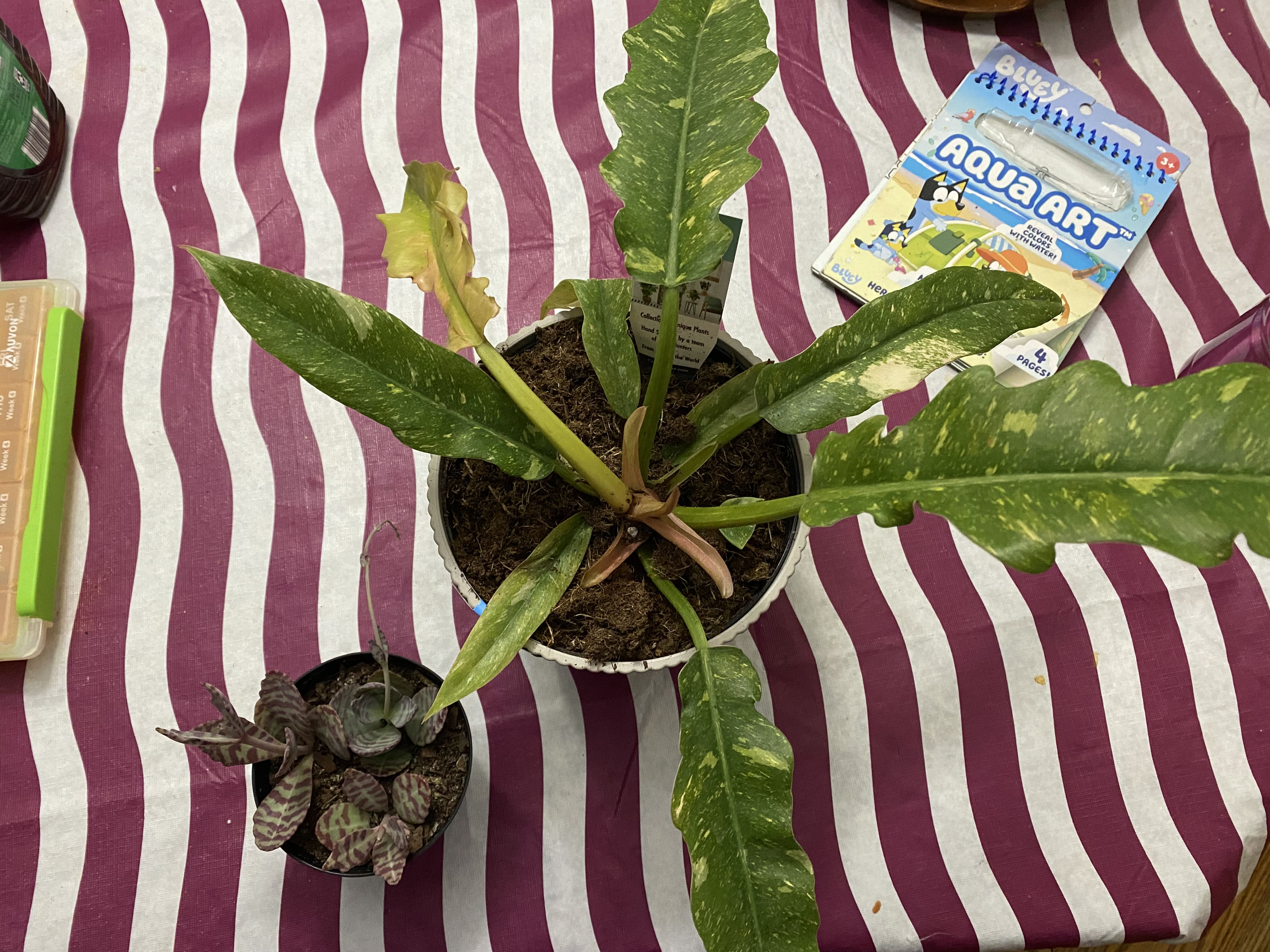 Finally PA is getting some plants for spring!! I ran int...