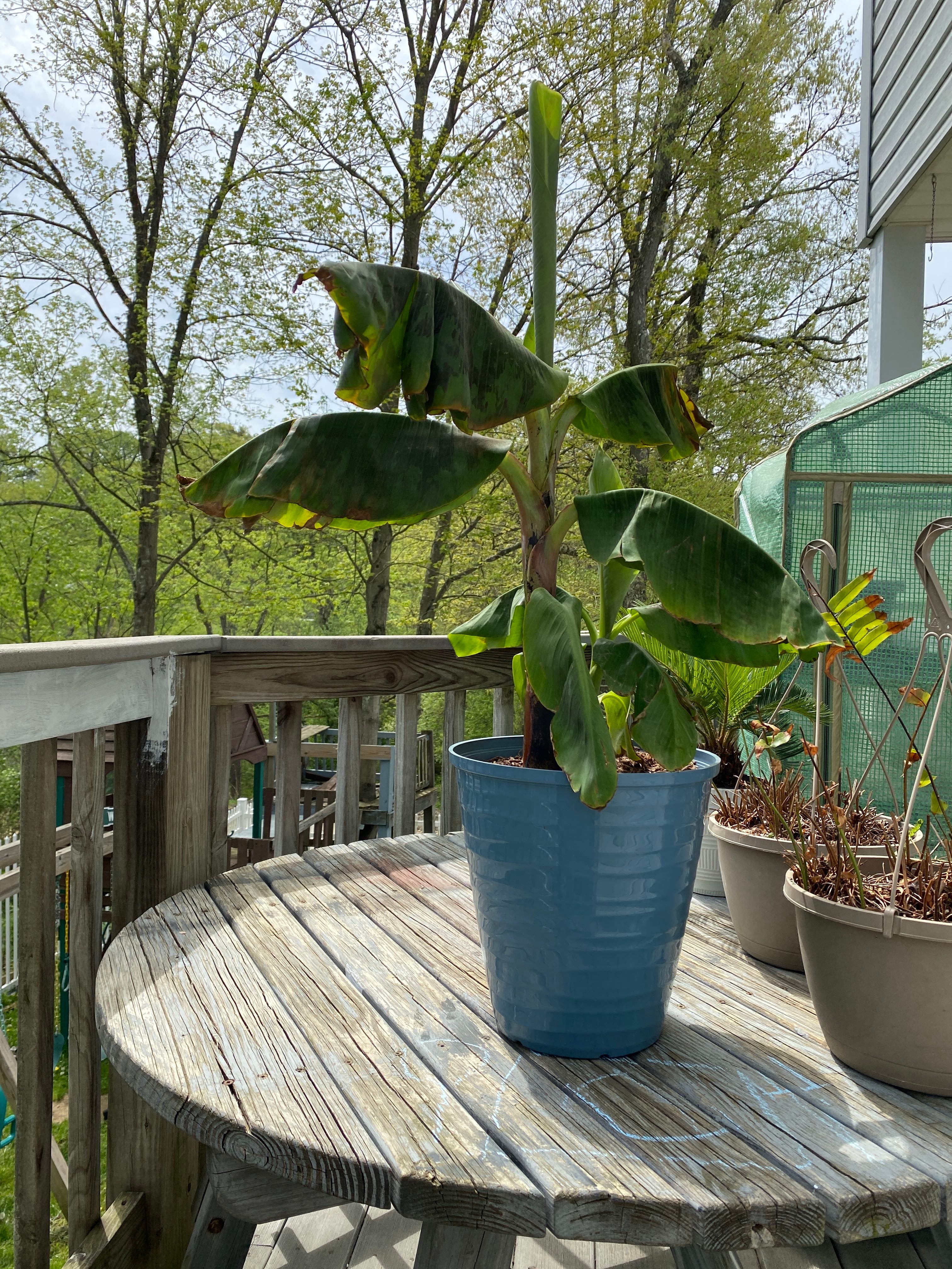 5 Tips for Growing Dwarf Cavendish Banana Indoors 🍌