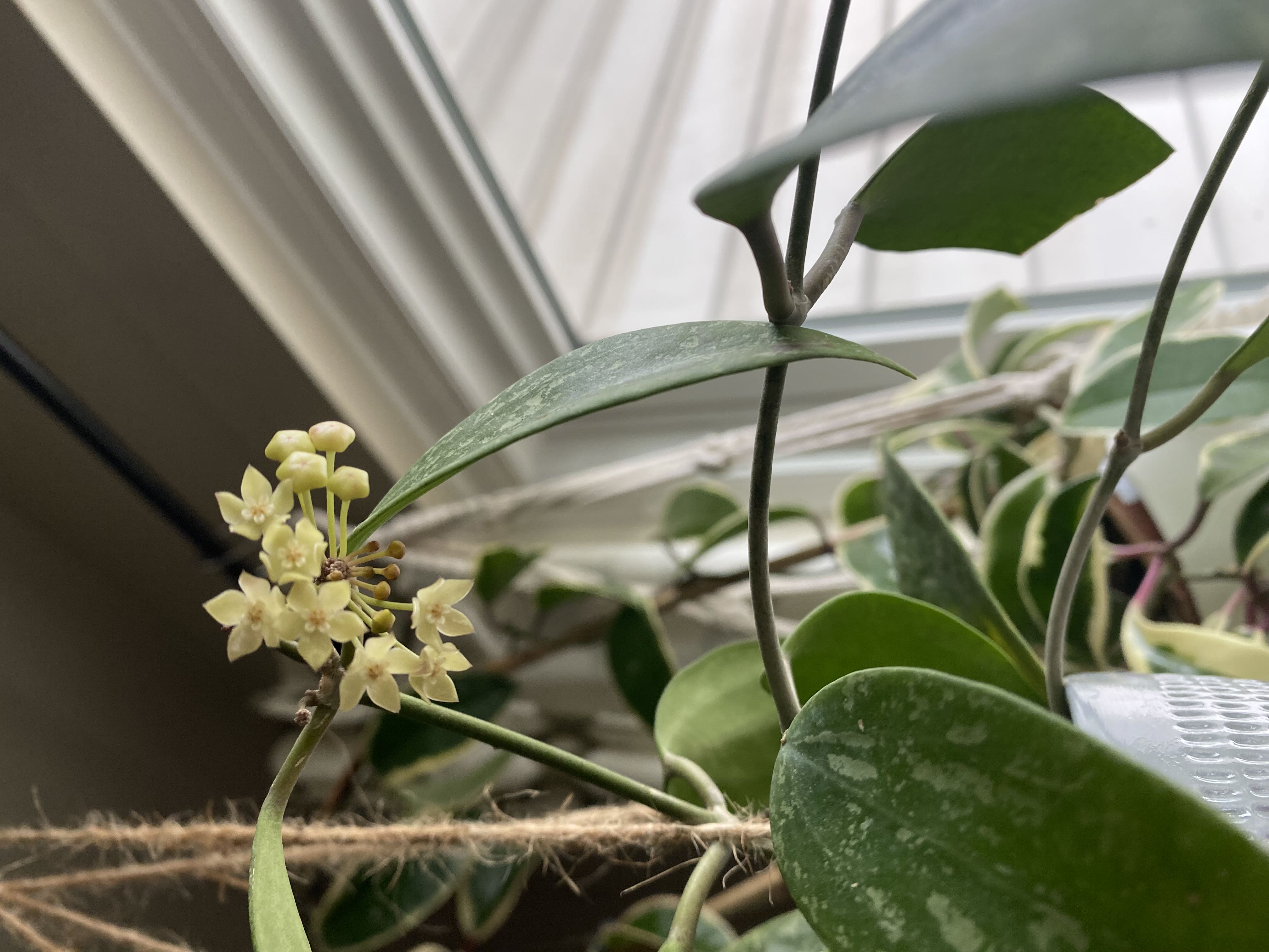 The Complete Hoya 'Chouke' Plant Care Guide: Water, Light & Beyond