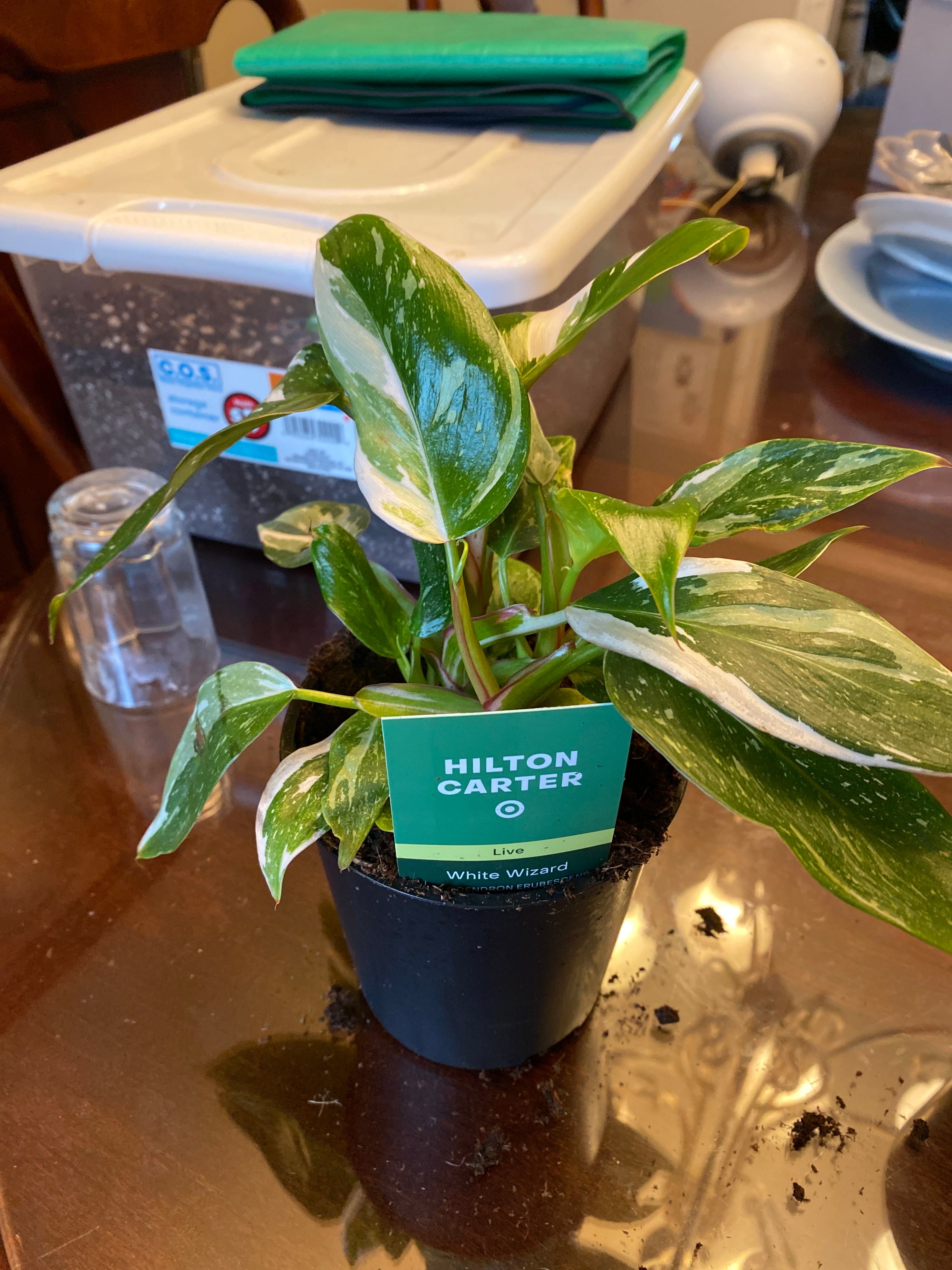 The Complete Rudolph Philodendron Plant Care Guide: Water, Light & Beyond