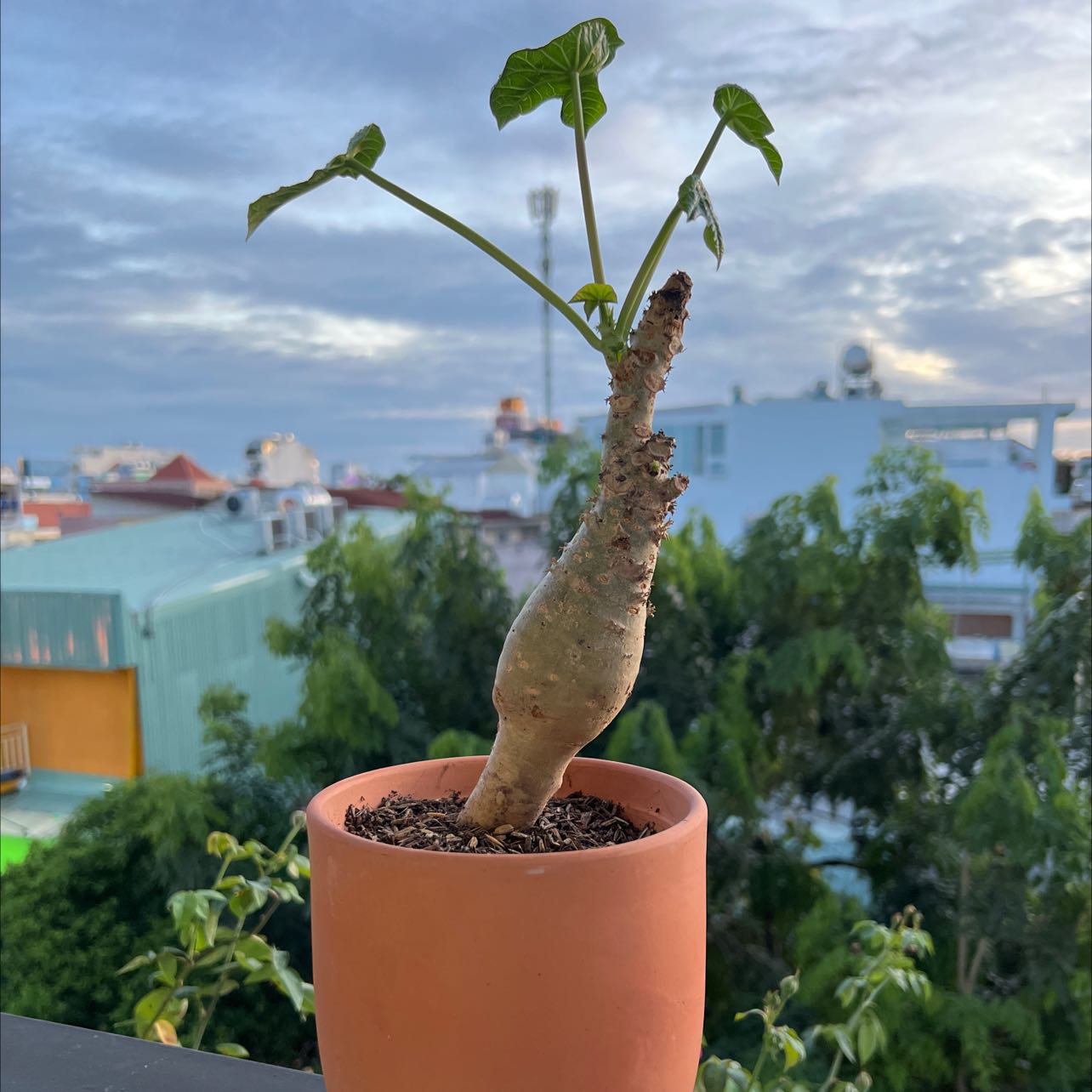 10 Benefits of Having a Buddha Belly Plant