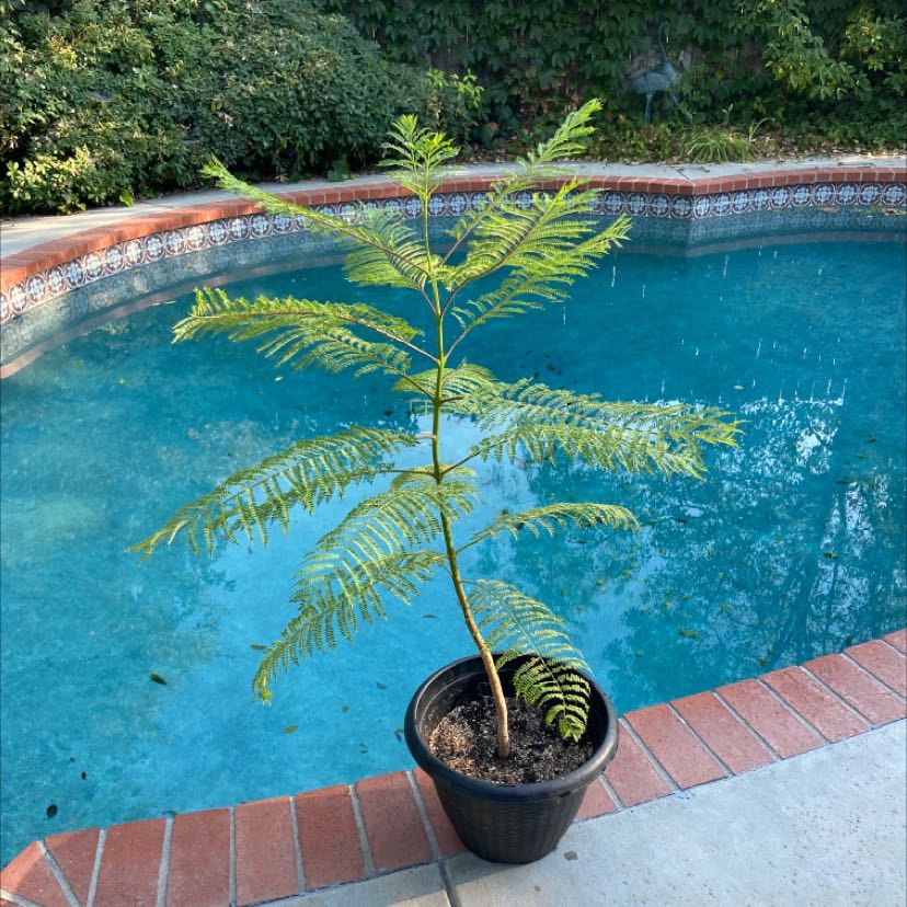 10 Benefits of Having a Jacaranda