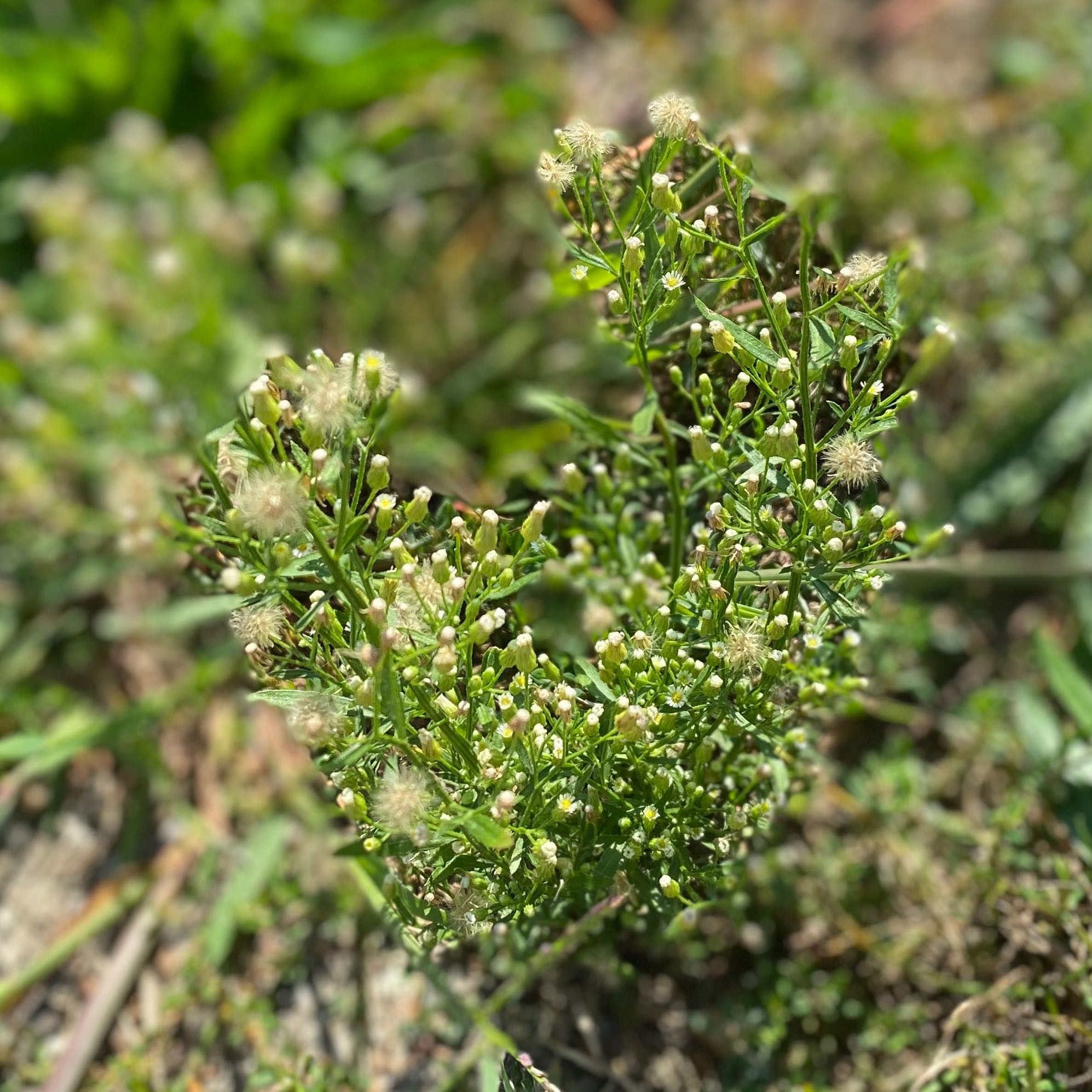 🐴 Why Are My Horseweed Leaves Droopy?