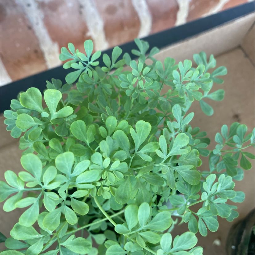 Why Are My Common Rue Leaves Falling Over?