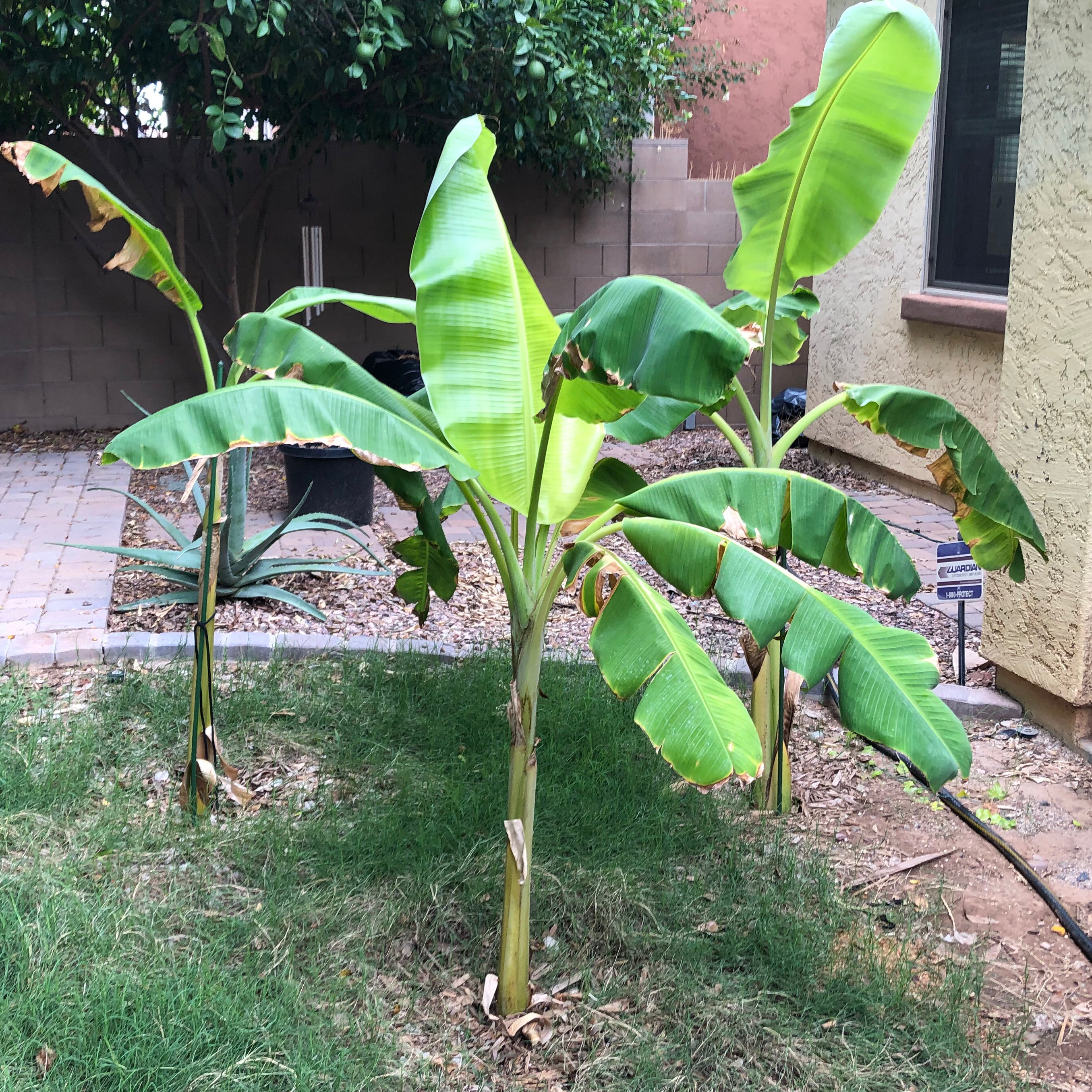 🍦 When and Where Should I Trim My Blue Java Banana Tree?