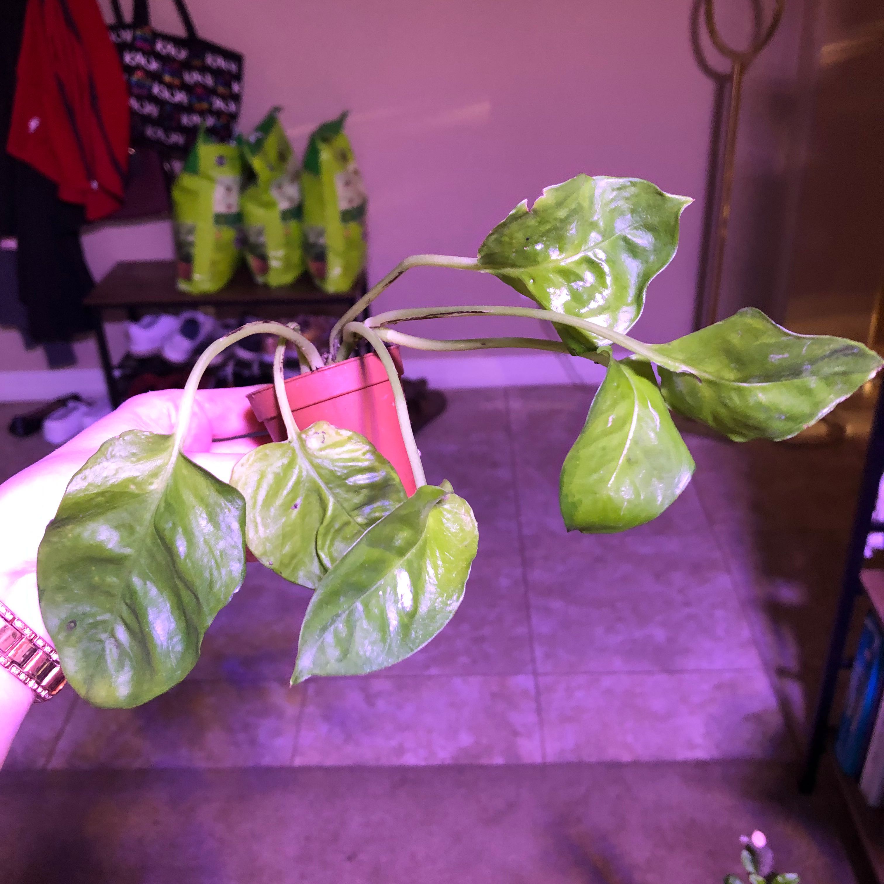 Propagating Emerald Pothos: Step-by-Step Guide