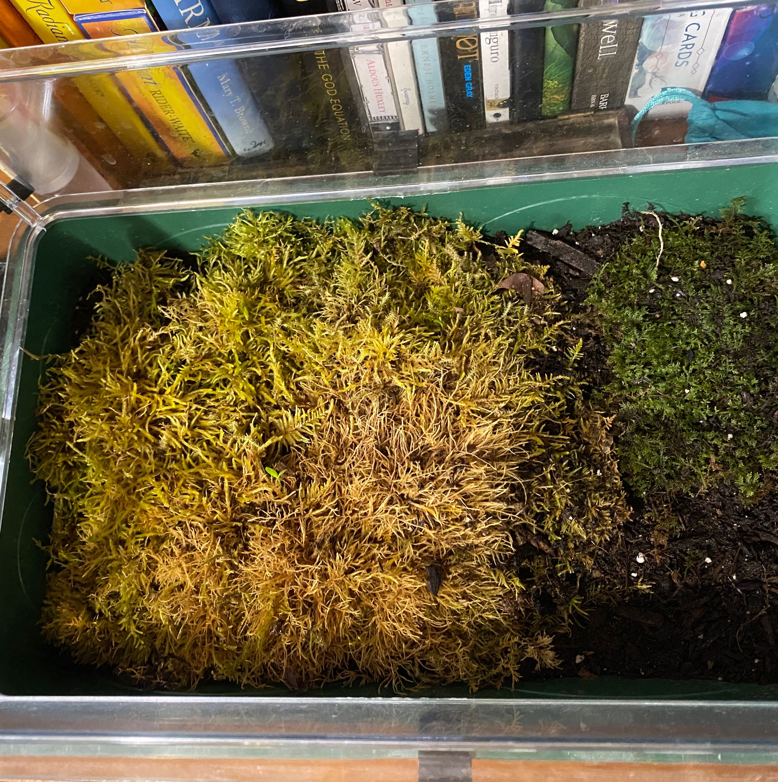 What To Do About Bugs on My Broom Forkmoss?