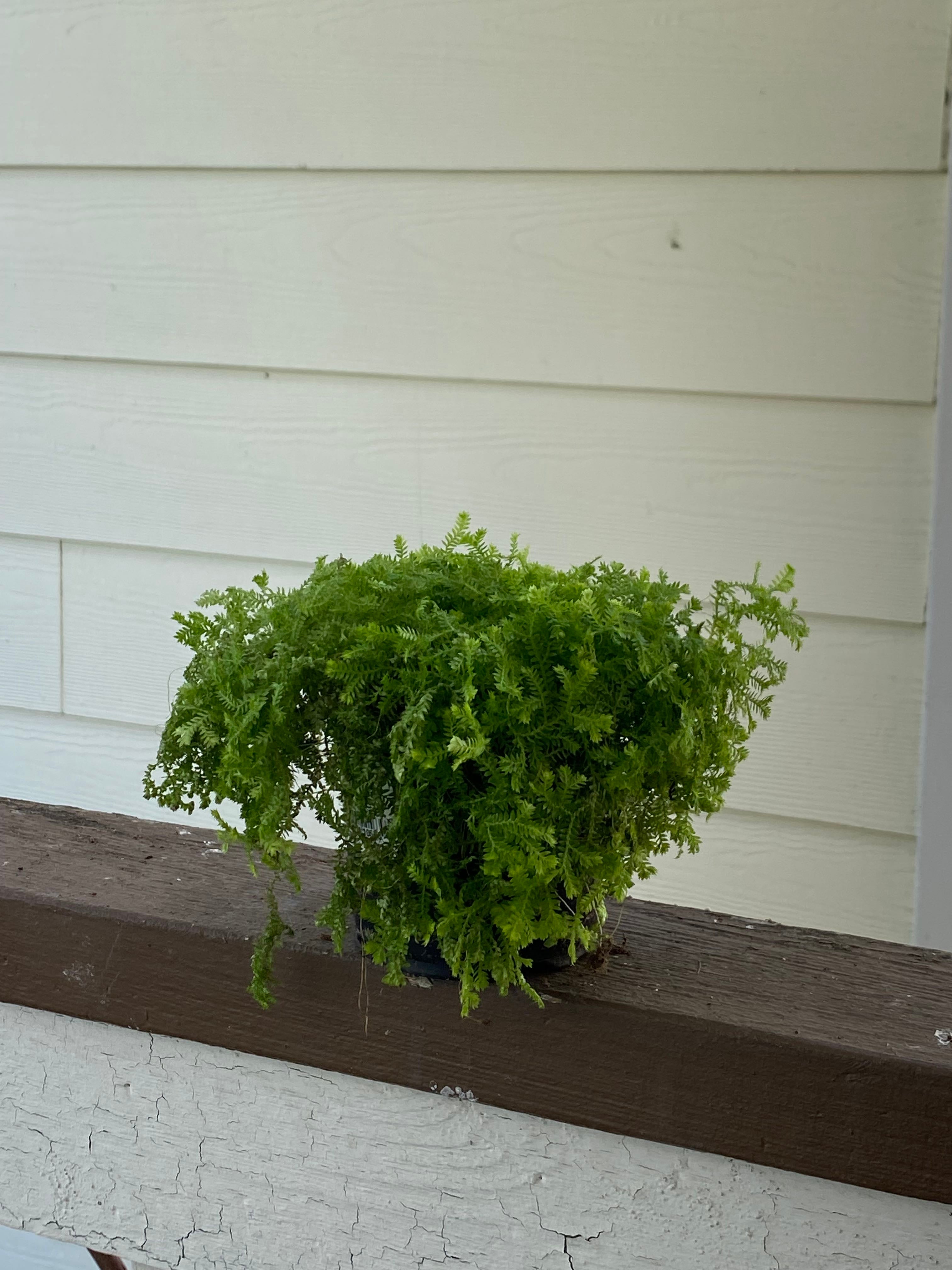 How to Care for Club Moss: Mastering Water, Sunlight & More
