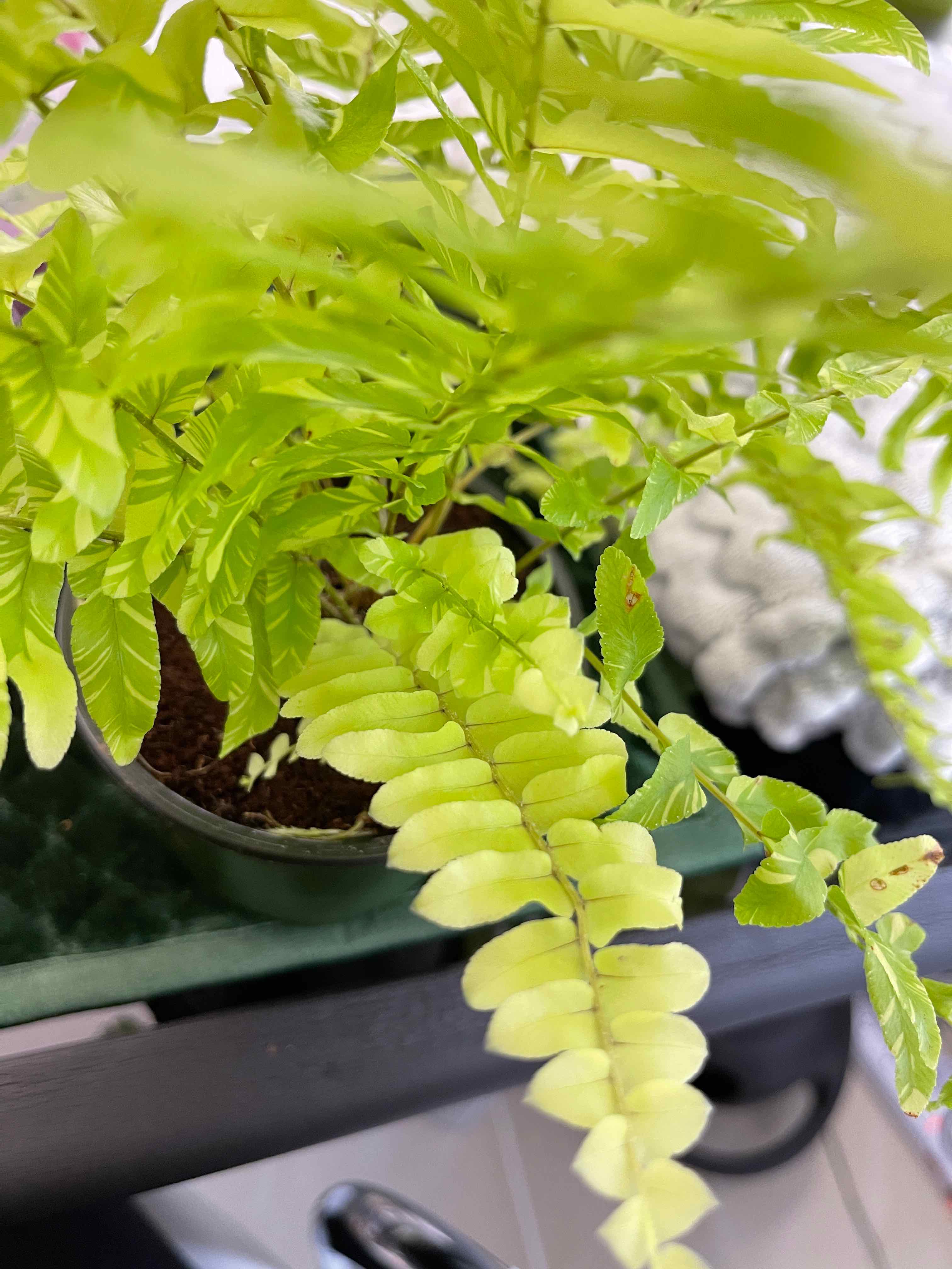 🐅 Why Are the Leaves on My Tiger Fern Turning Yellow?