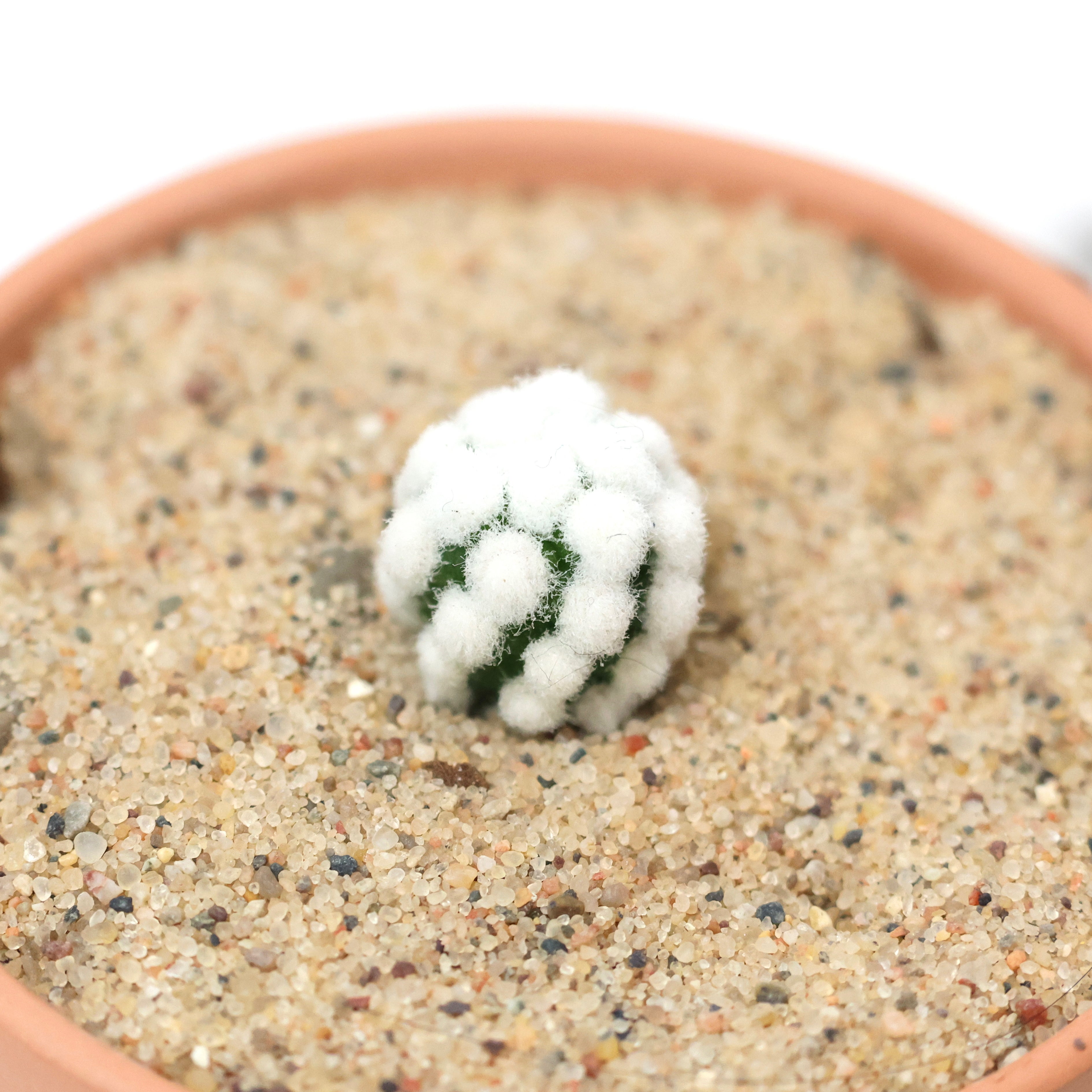 Personalized Mammillaria Gracilis cv Ortuga Care: Water, Light ...