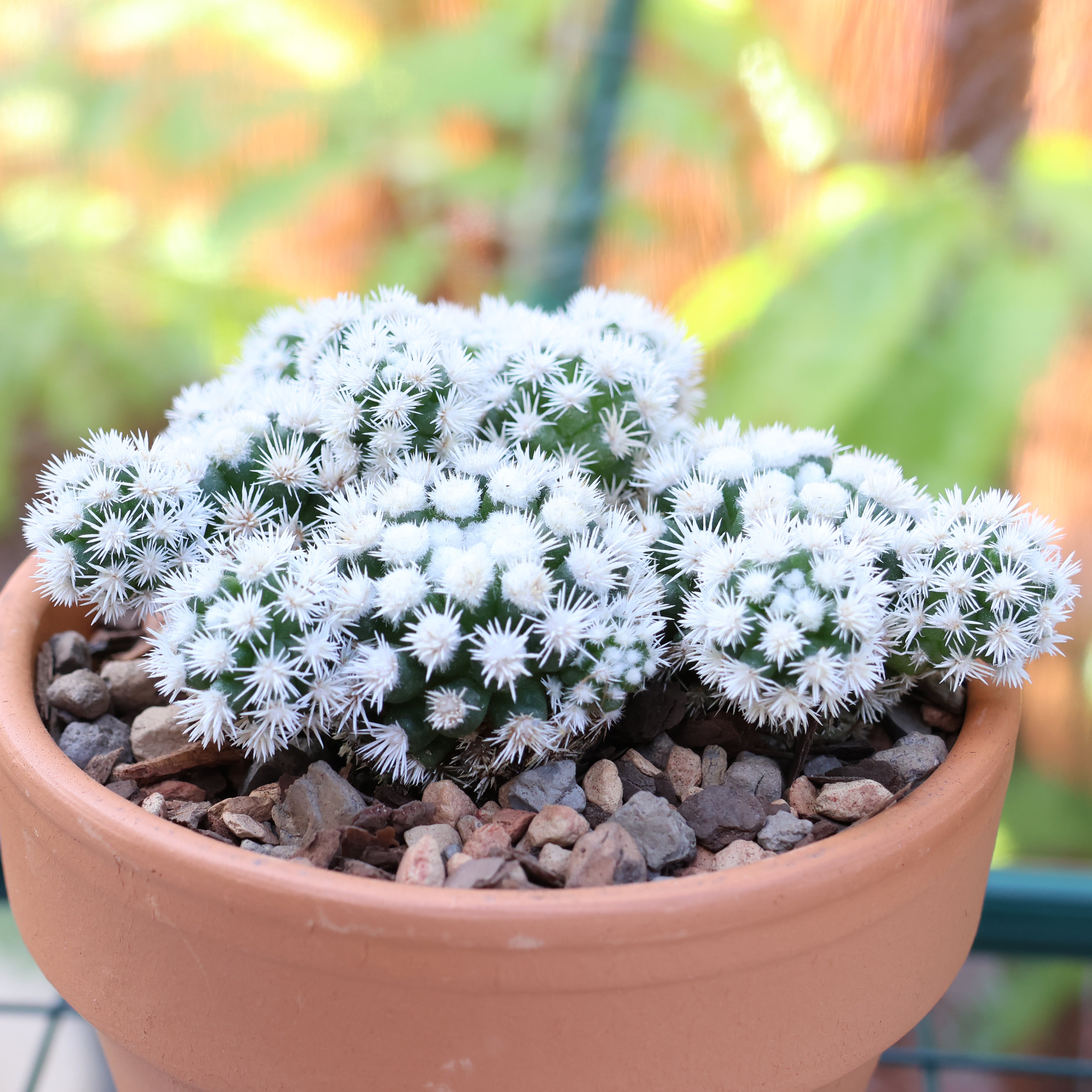 Personalized Arizona Snowcap Cactus Care: Water, Light, Nutrients ...