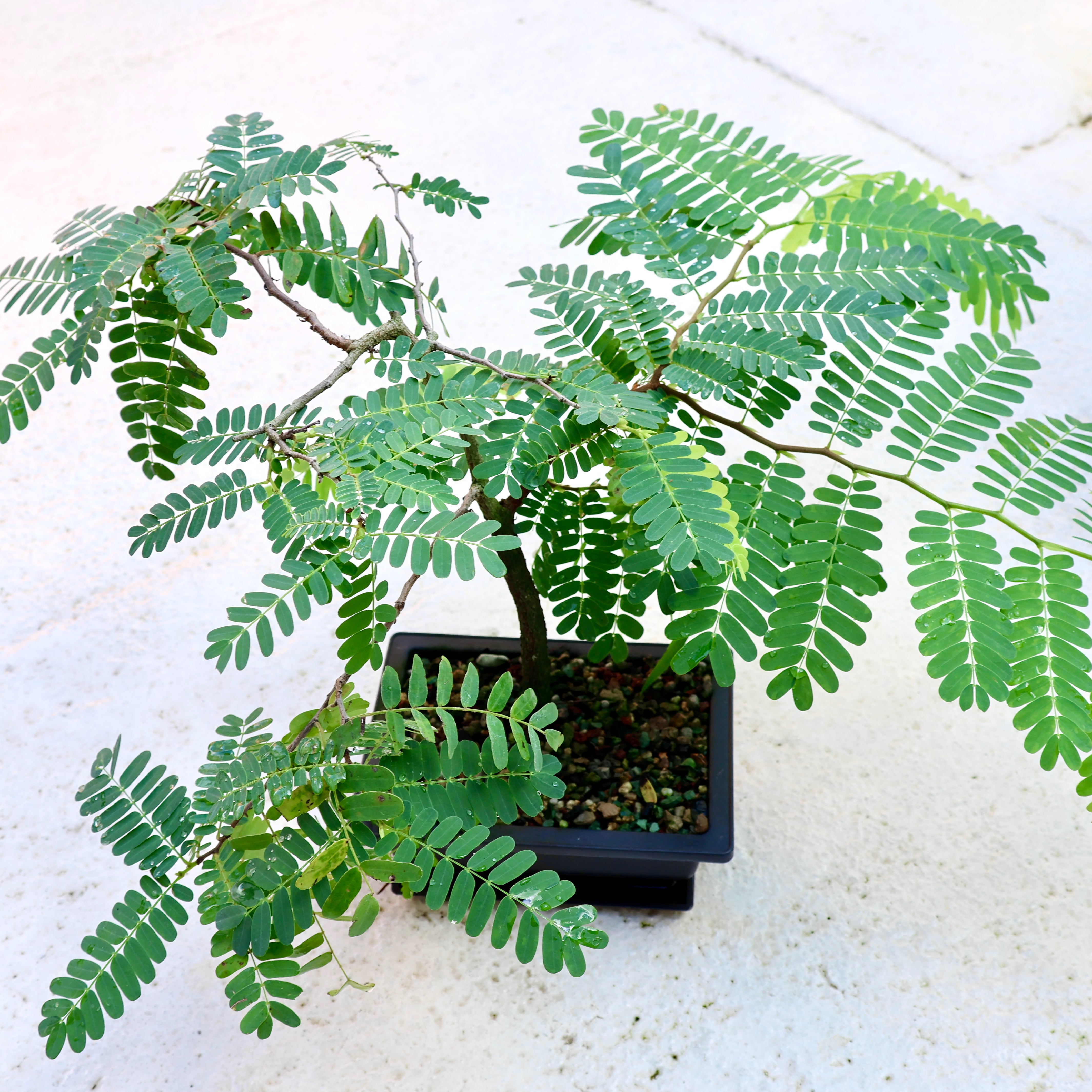 Propagating Tamarind: The Ultimate Guide