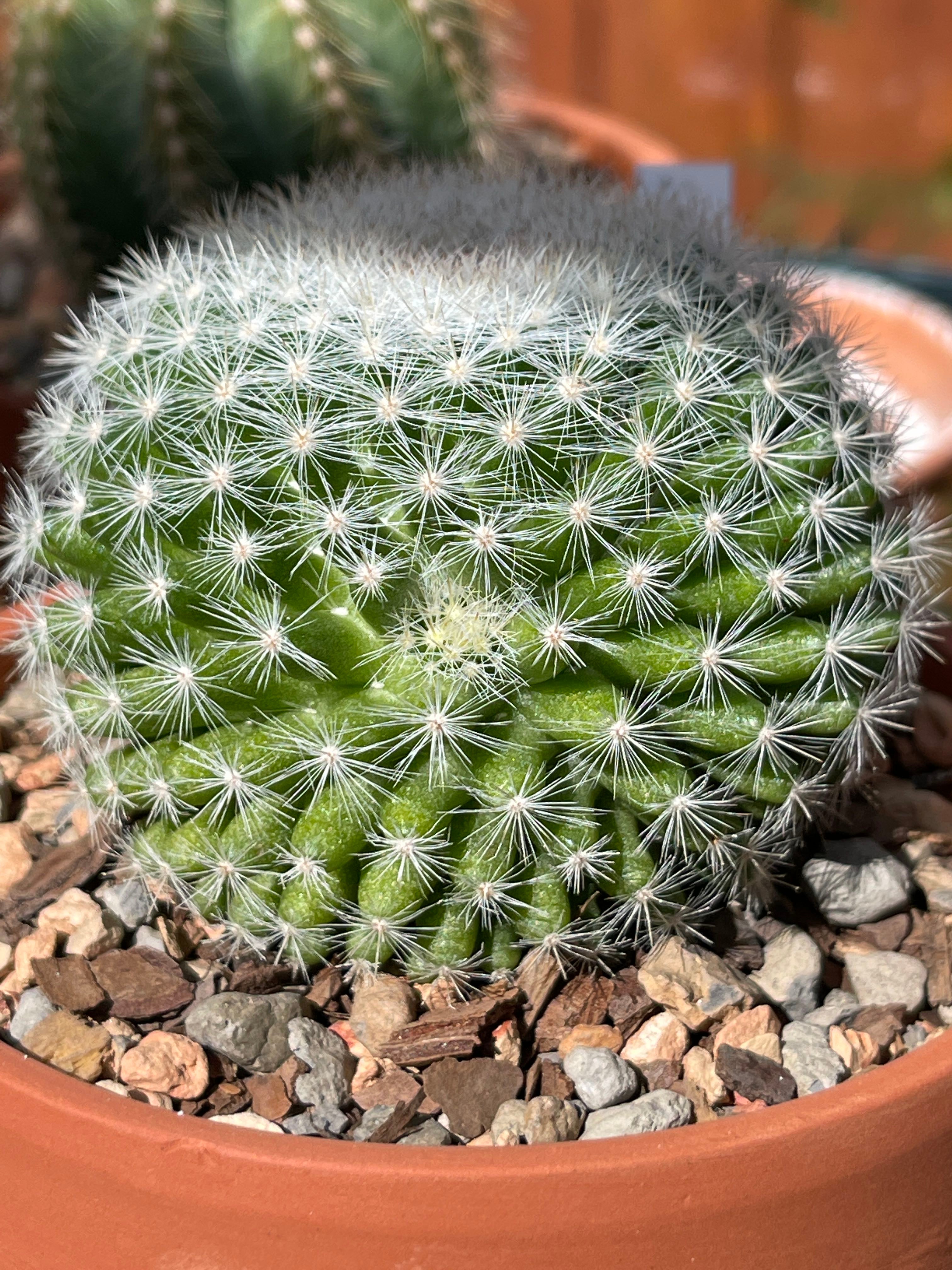 Old Lady Cactus Plant Care: Water, Light, Nutrients | Greg App 🌱