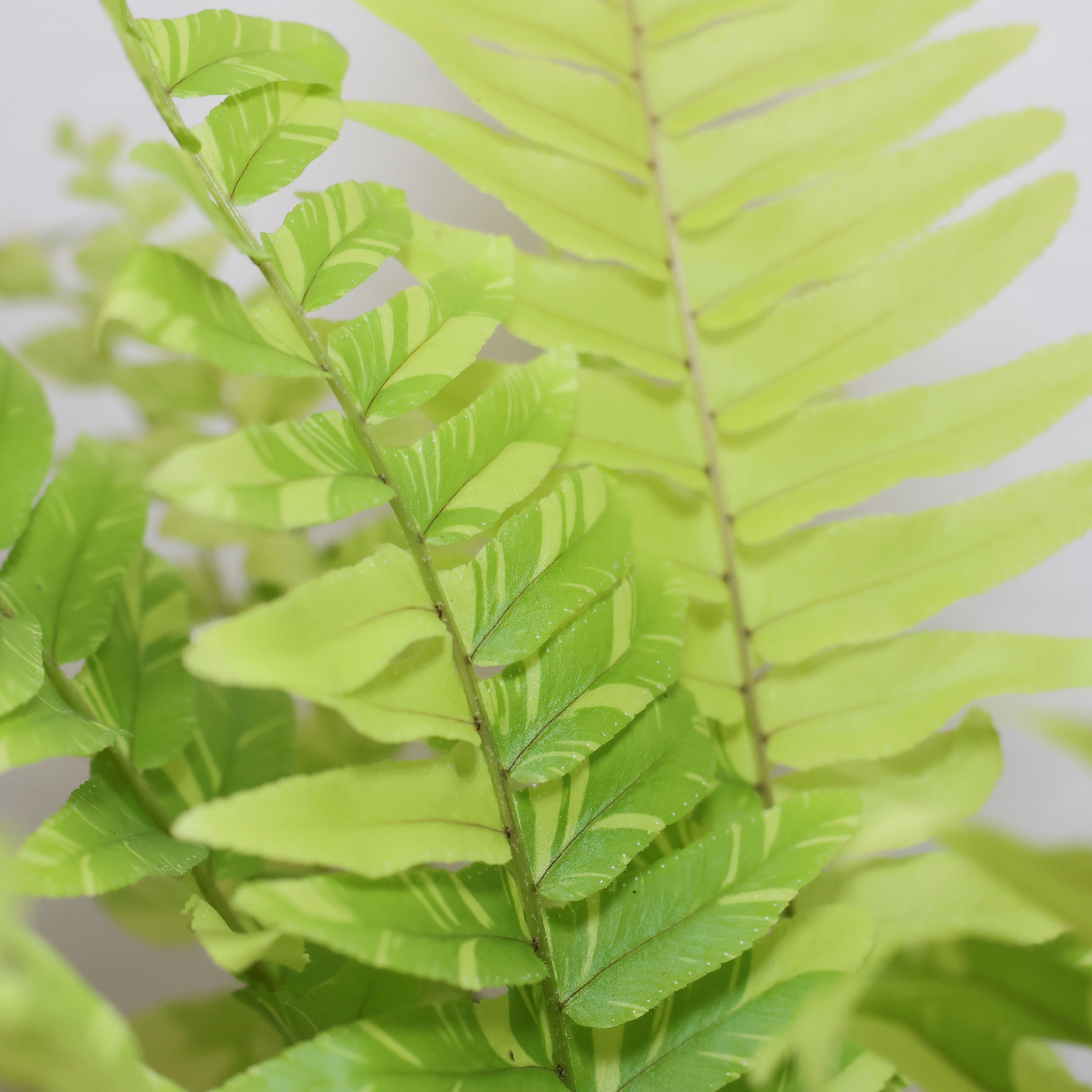 The Complete Tiger Fern Plant Care Guide: Water, Light & Beyond