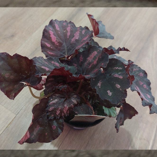 Begonia 'Etna' Plant Care: Water, Light, Nutrients | Greg App 🌱