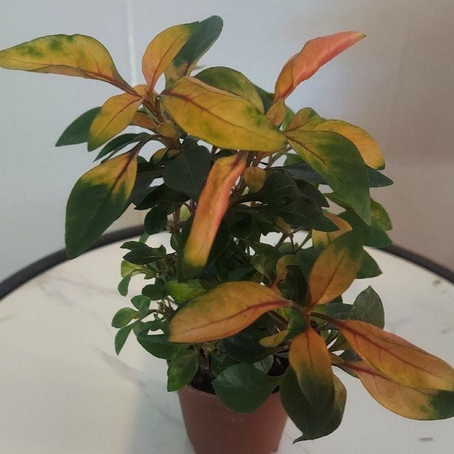 Red Threads Alternanthera Plant Care: Water, Light, Nutrients | Greg App 🌱