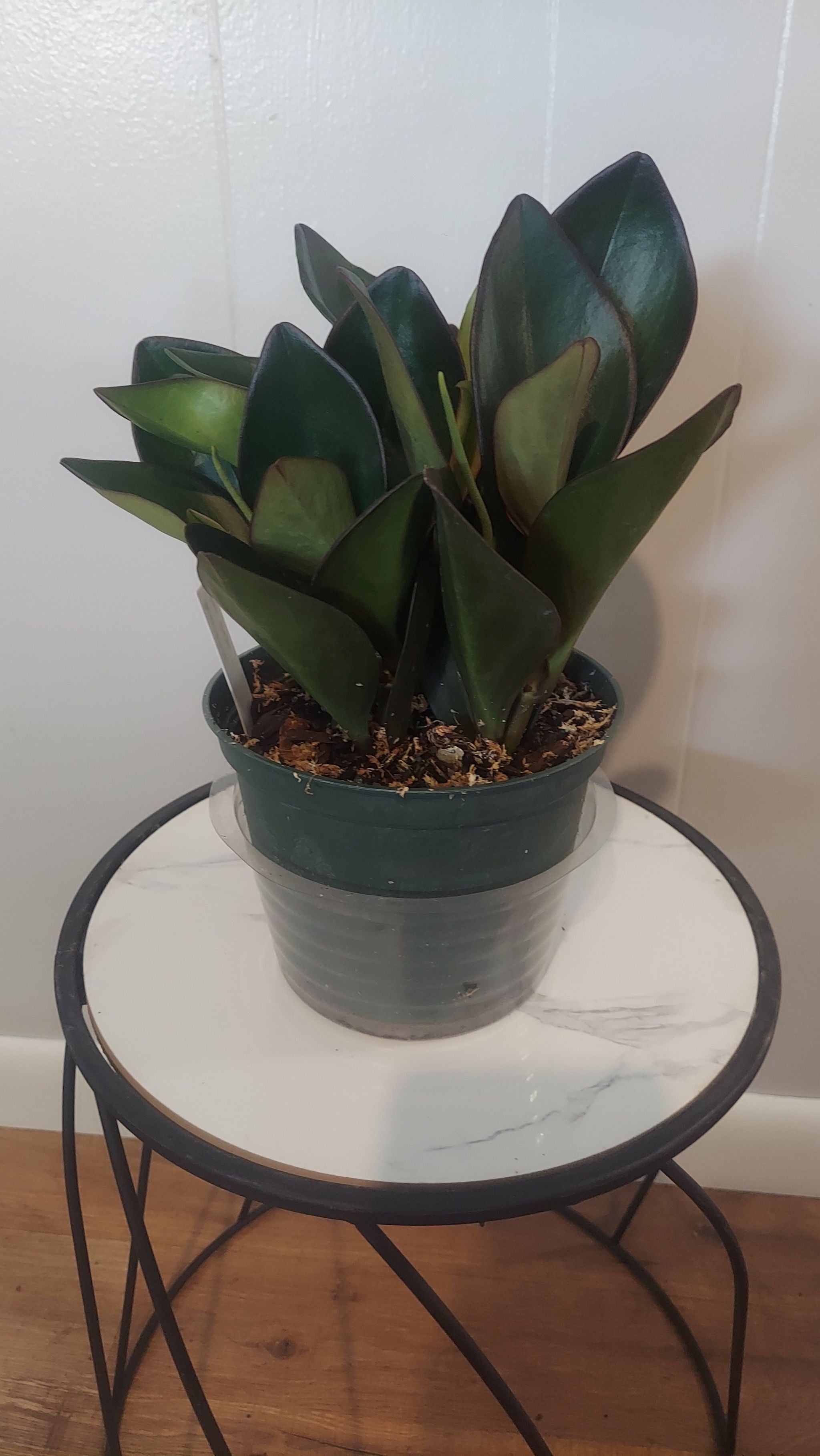 What Do Peperomia Red Edge Flowers Mean?