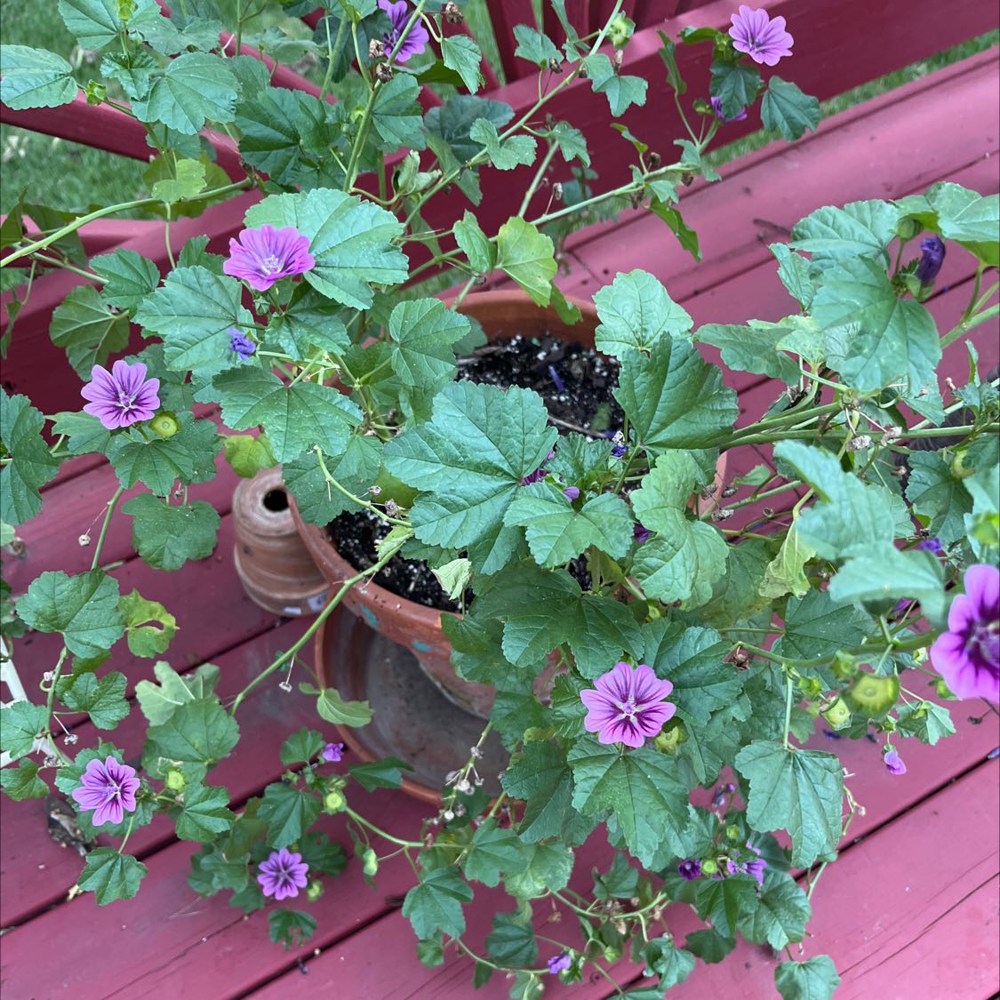 Symbolism and Benefits of the Common Mallow