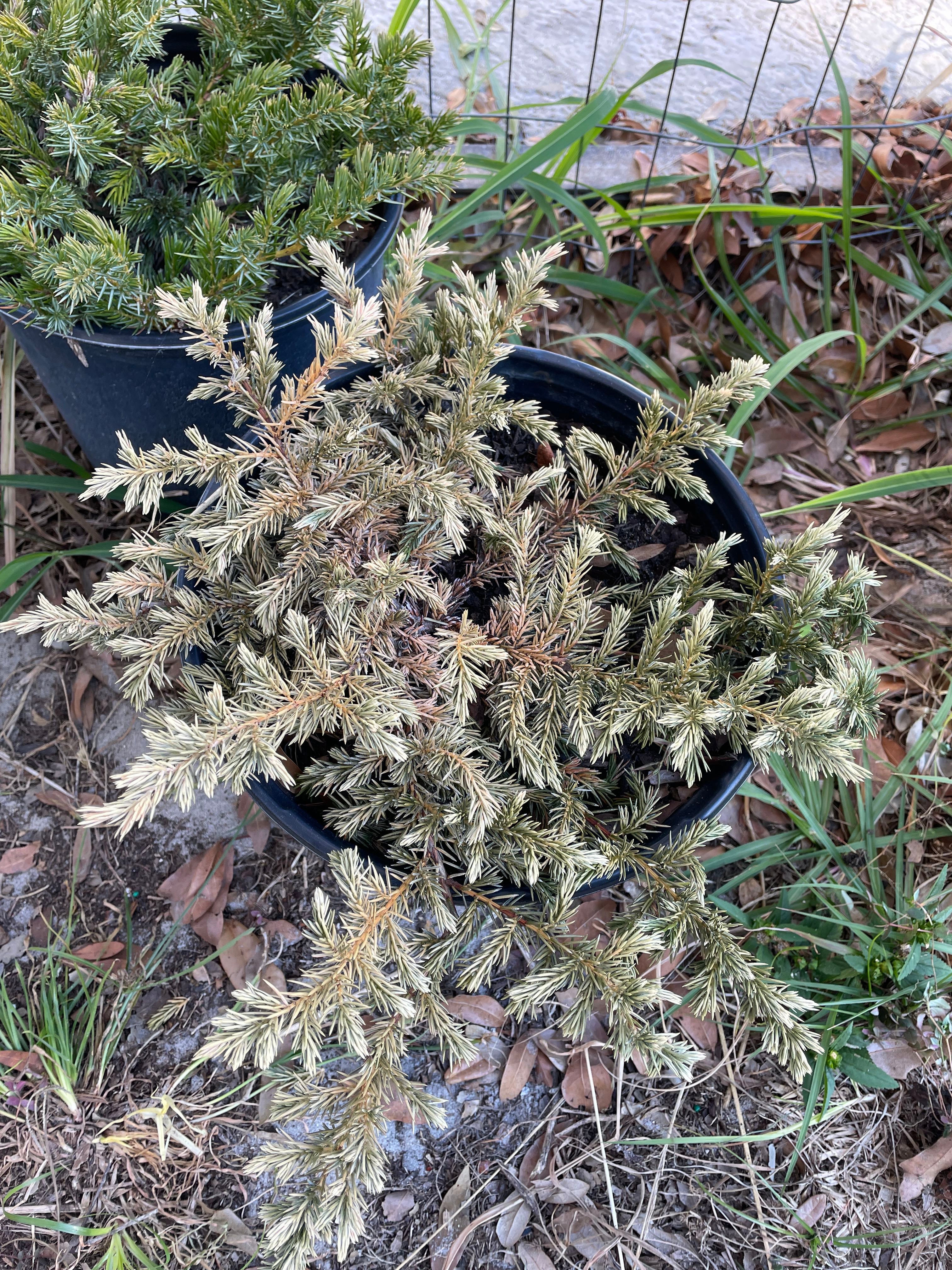 📏 4 Facts About Common Juniper Height and Width