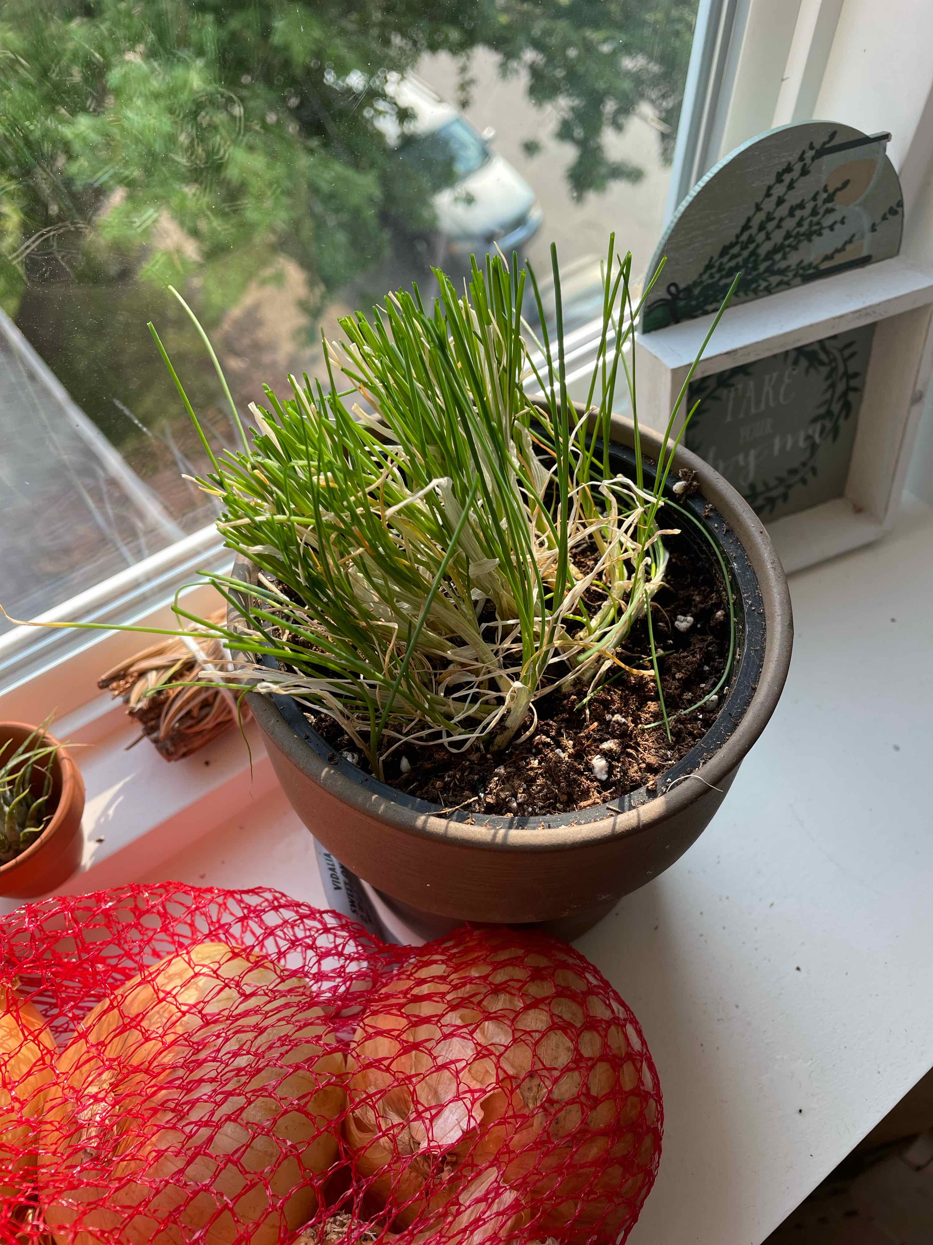 My Wild Chives Leaves Are Turning Yellow. What Should I Do?