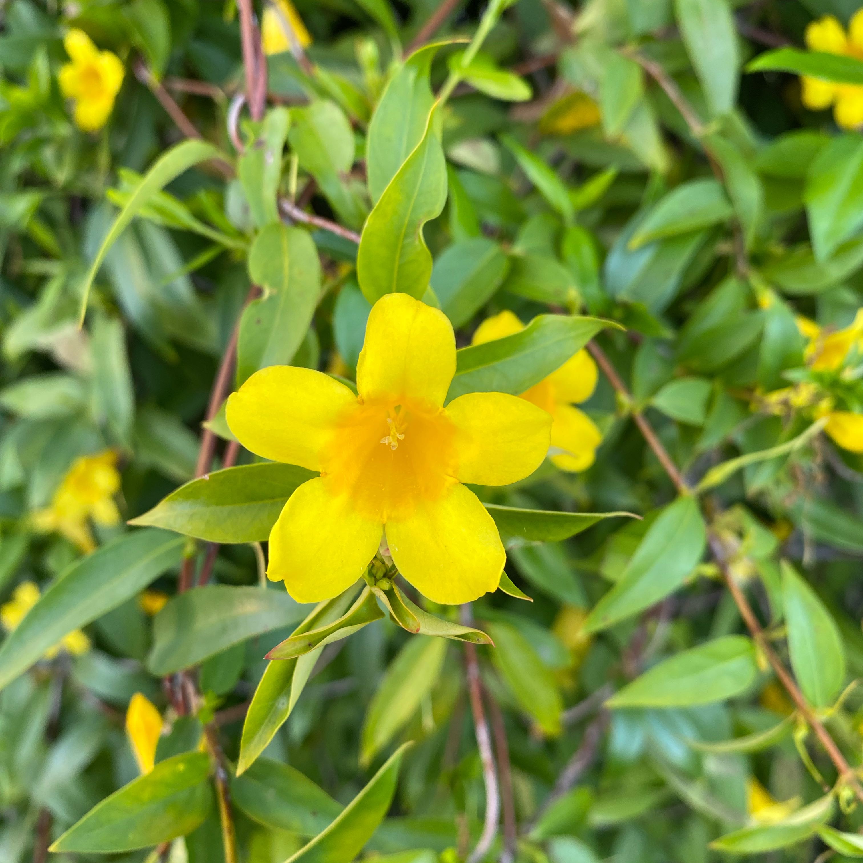 Propagating Carolina Jessamine: Step-by-Step Guide