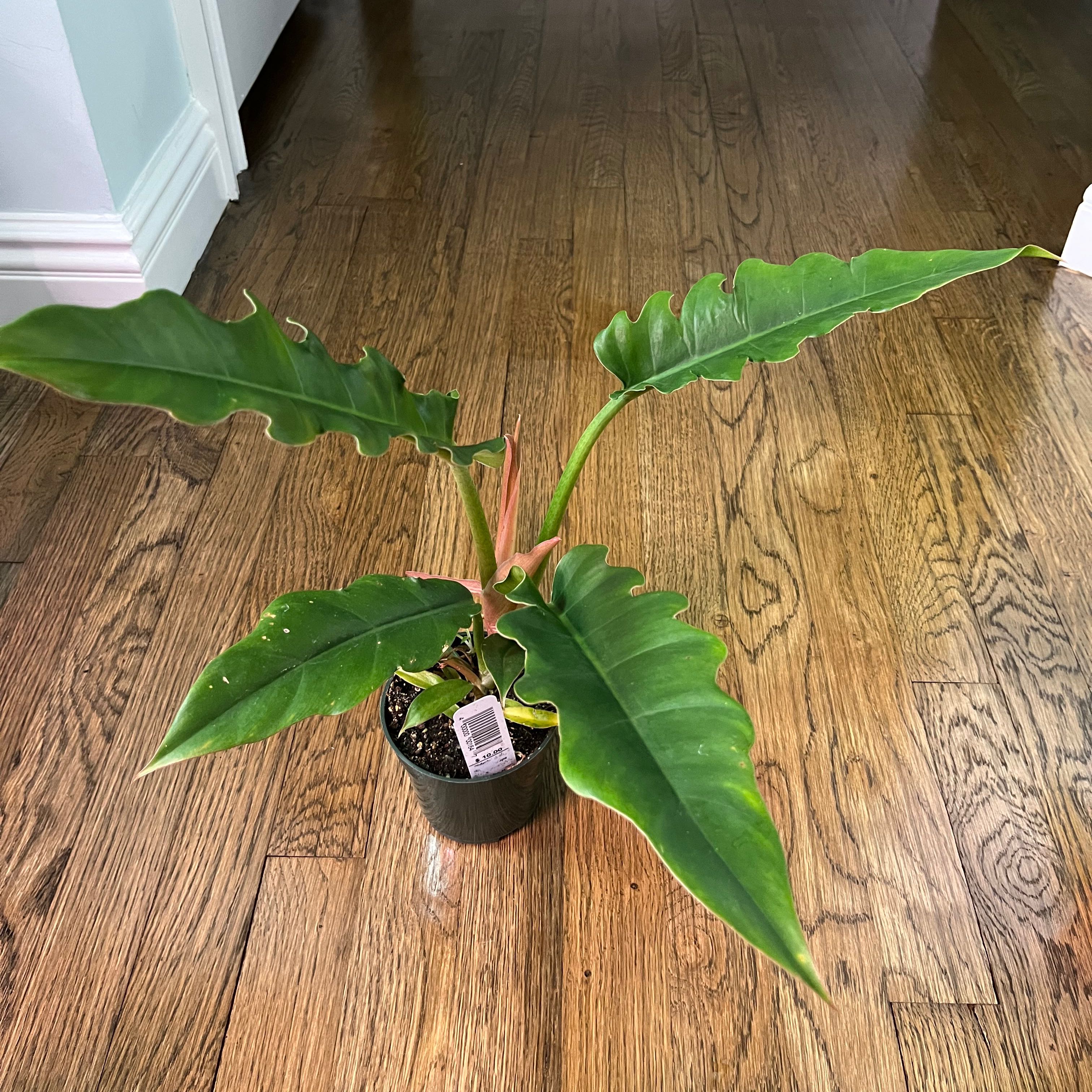 How Should Philodendron Narrow Tiger Tooth Be Cut Back?