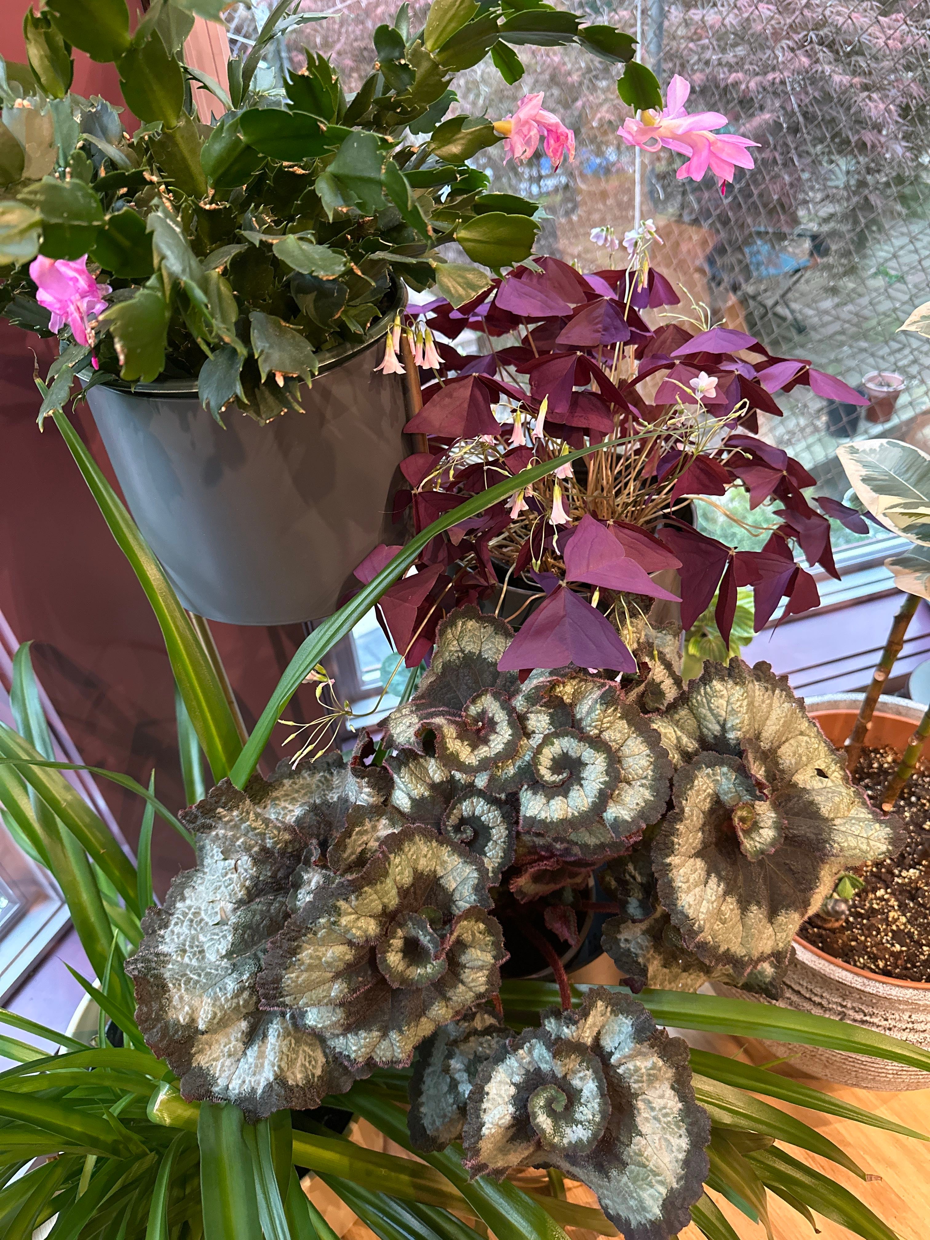 Propagating My Begonia 'Tiger Paws': Step-by-Step Guide