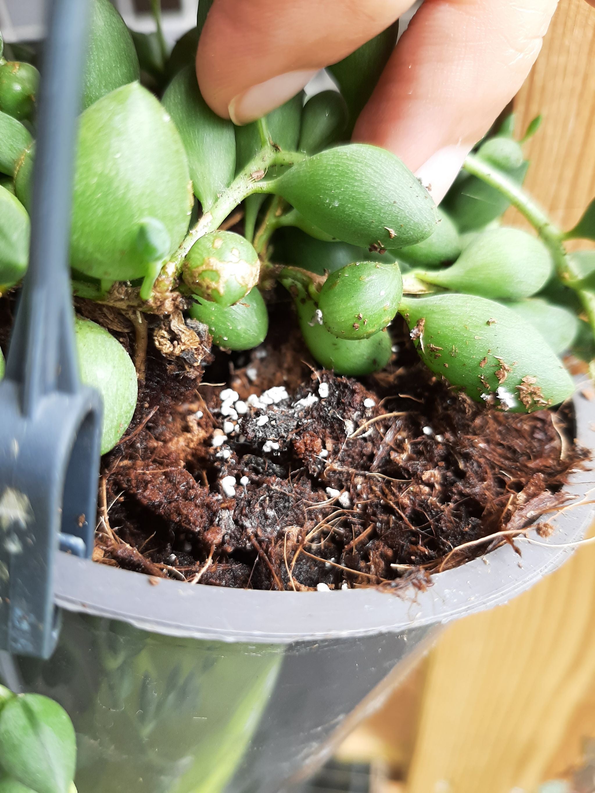 String of Tears Care 101: Water, Light & Growing Tips