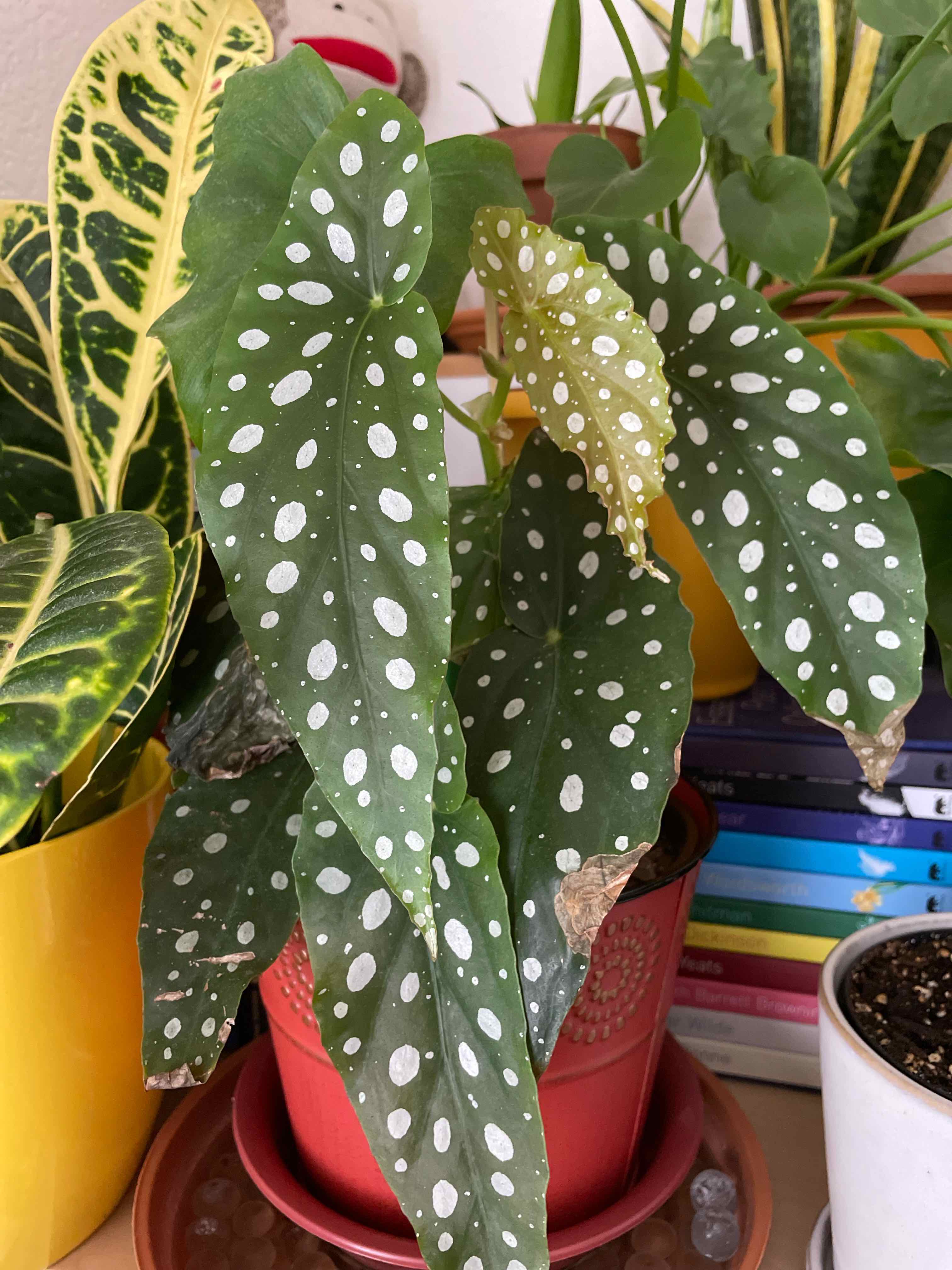 What Do I Do About Polka Dot Begonia Root Rot?