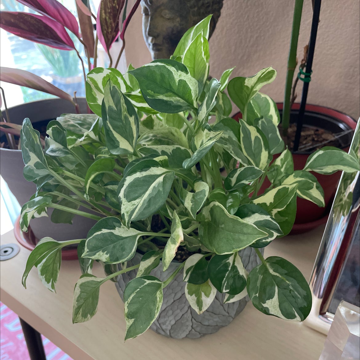 💦 How Much Humidity Does My Pothos N' Joy Need?