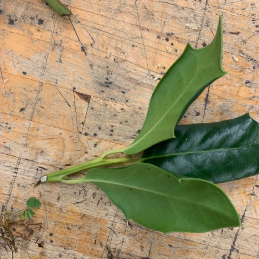 What Are The Bugs on My Holly? 🐛