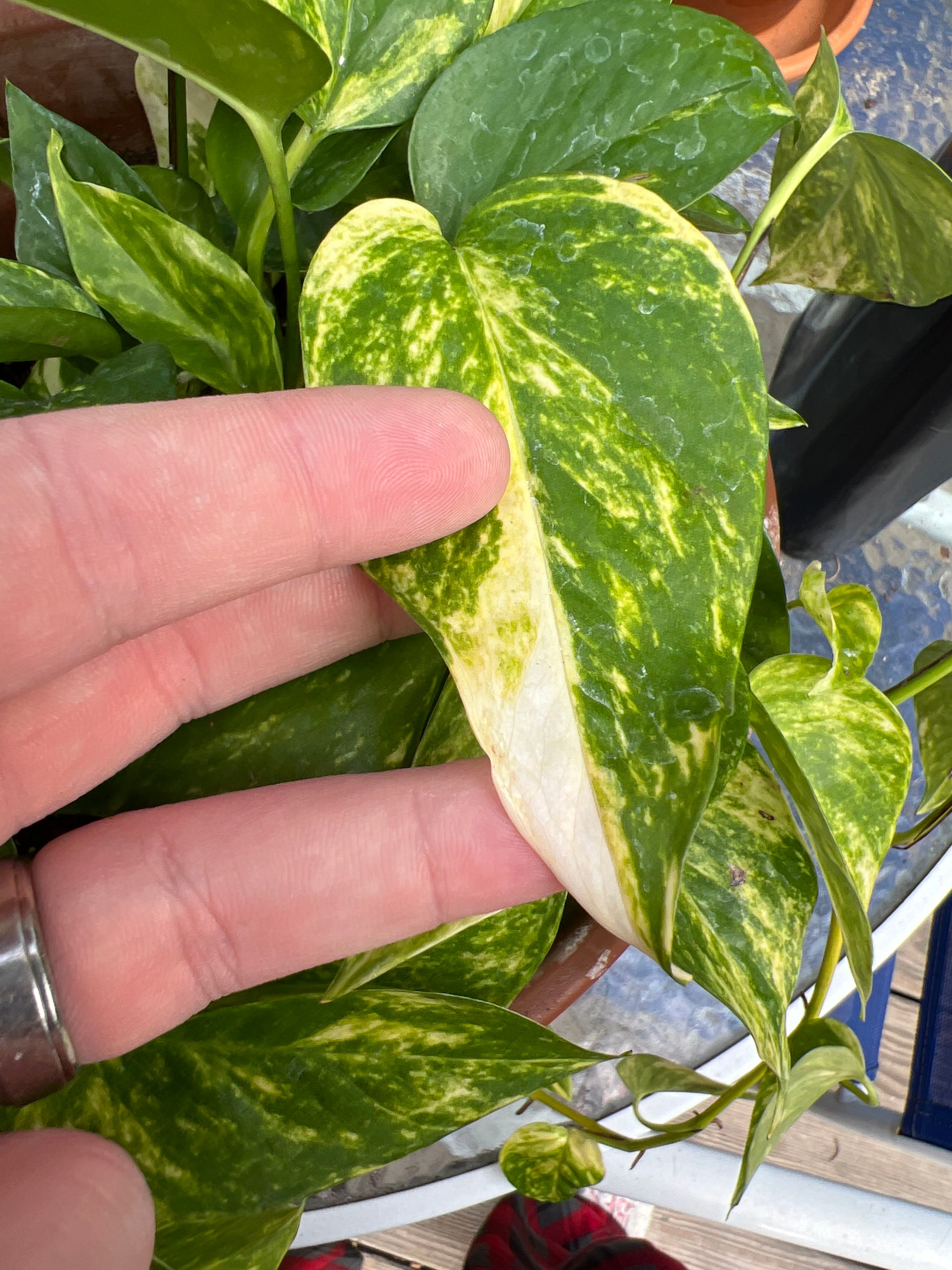 Albino spots on my pothos Judy!