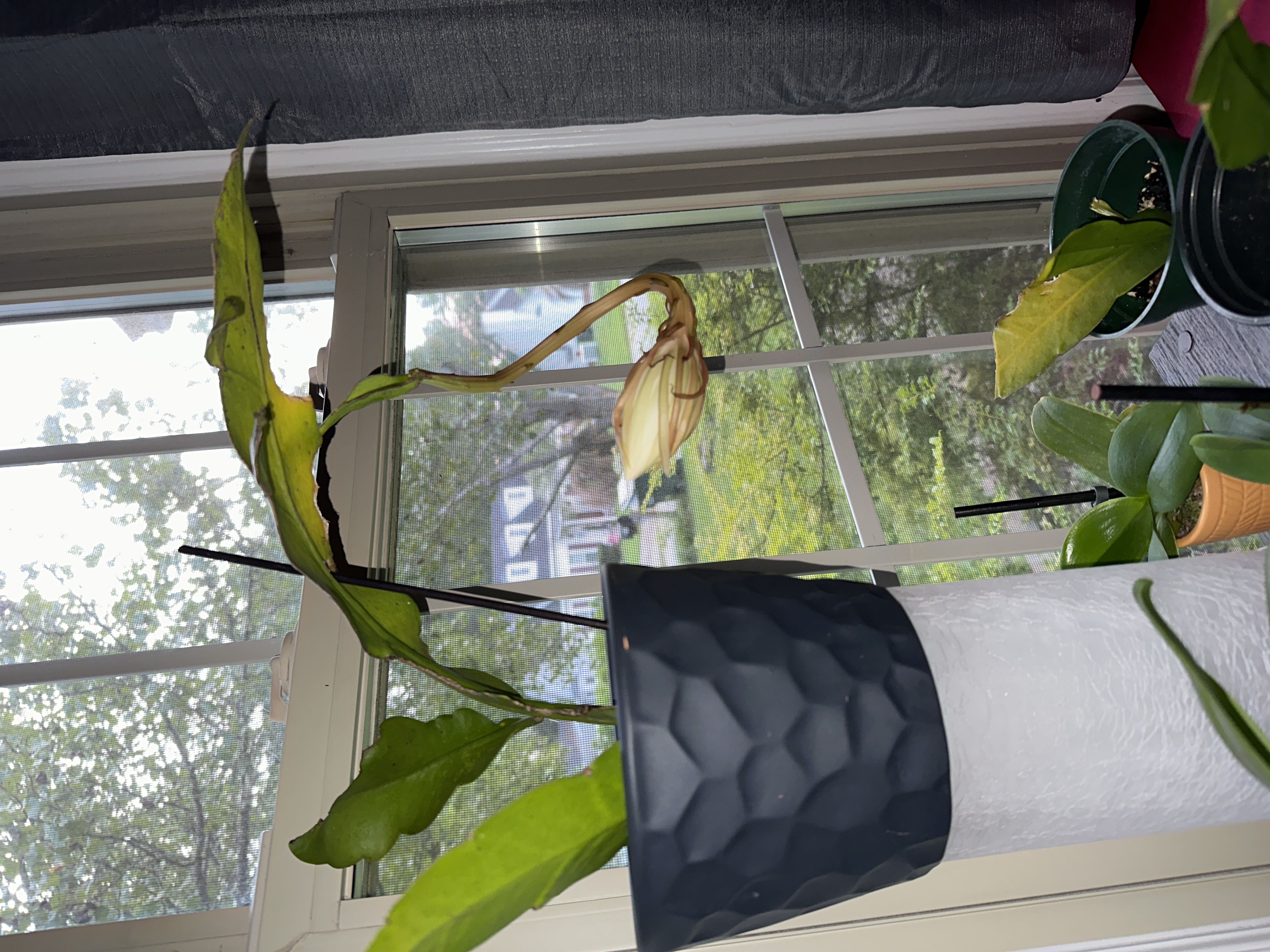 shark fin cactus: How Much Water & Light Does it Need to Thrive?