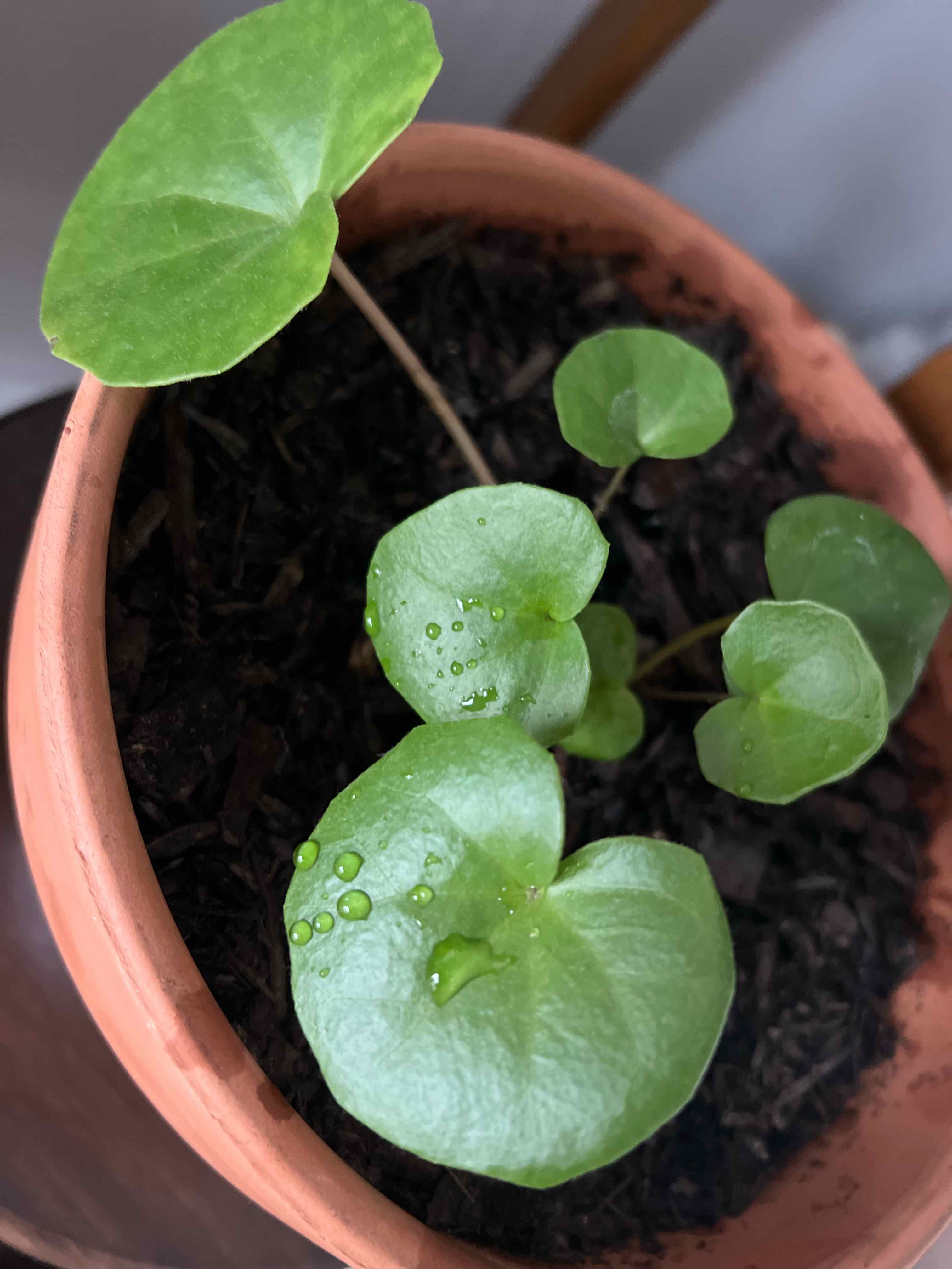 Propagating Leopard Plant: The Ultimate Guide
