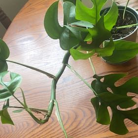 LaLa | A plant by @HoneyedAlula on Greg