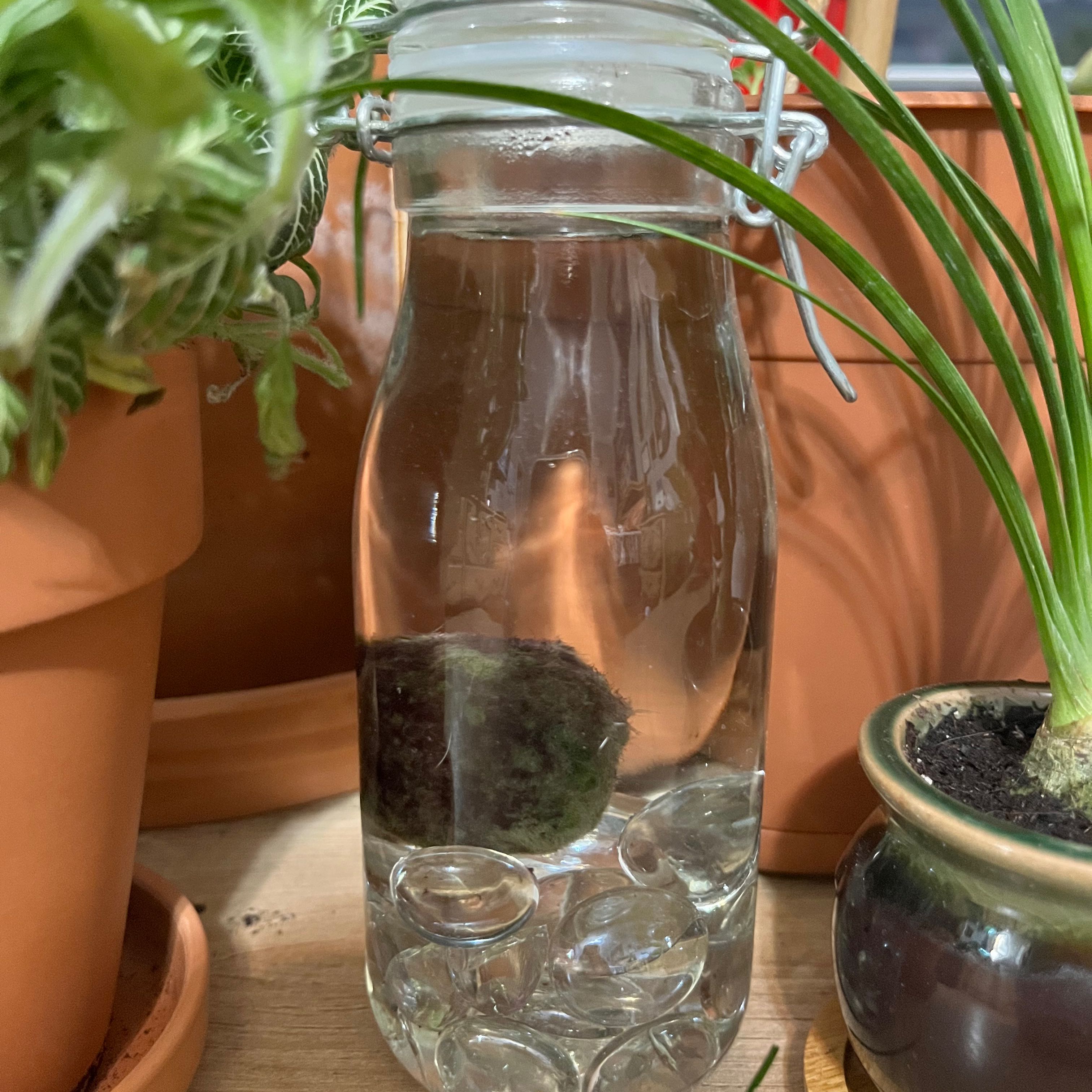 Common Marimo Problems