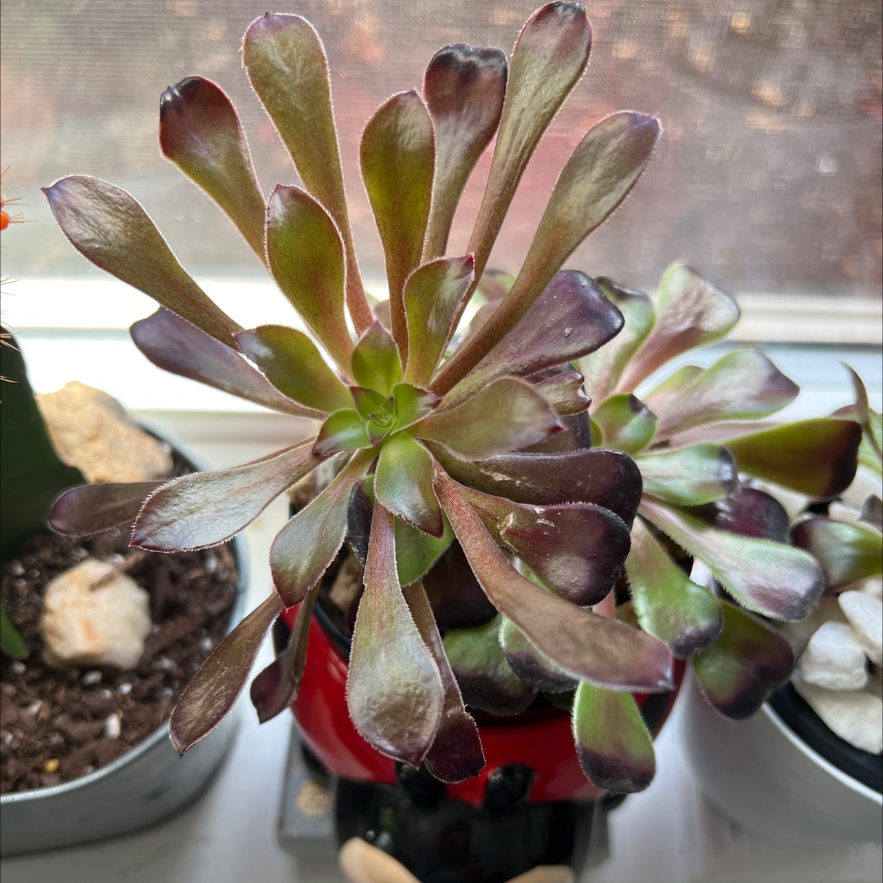 What To Do About Bugs on My Black Rose Aeonium? 🐛