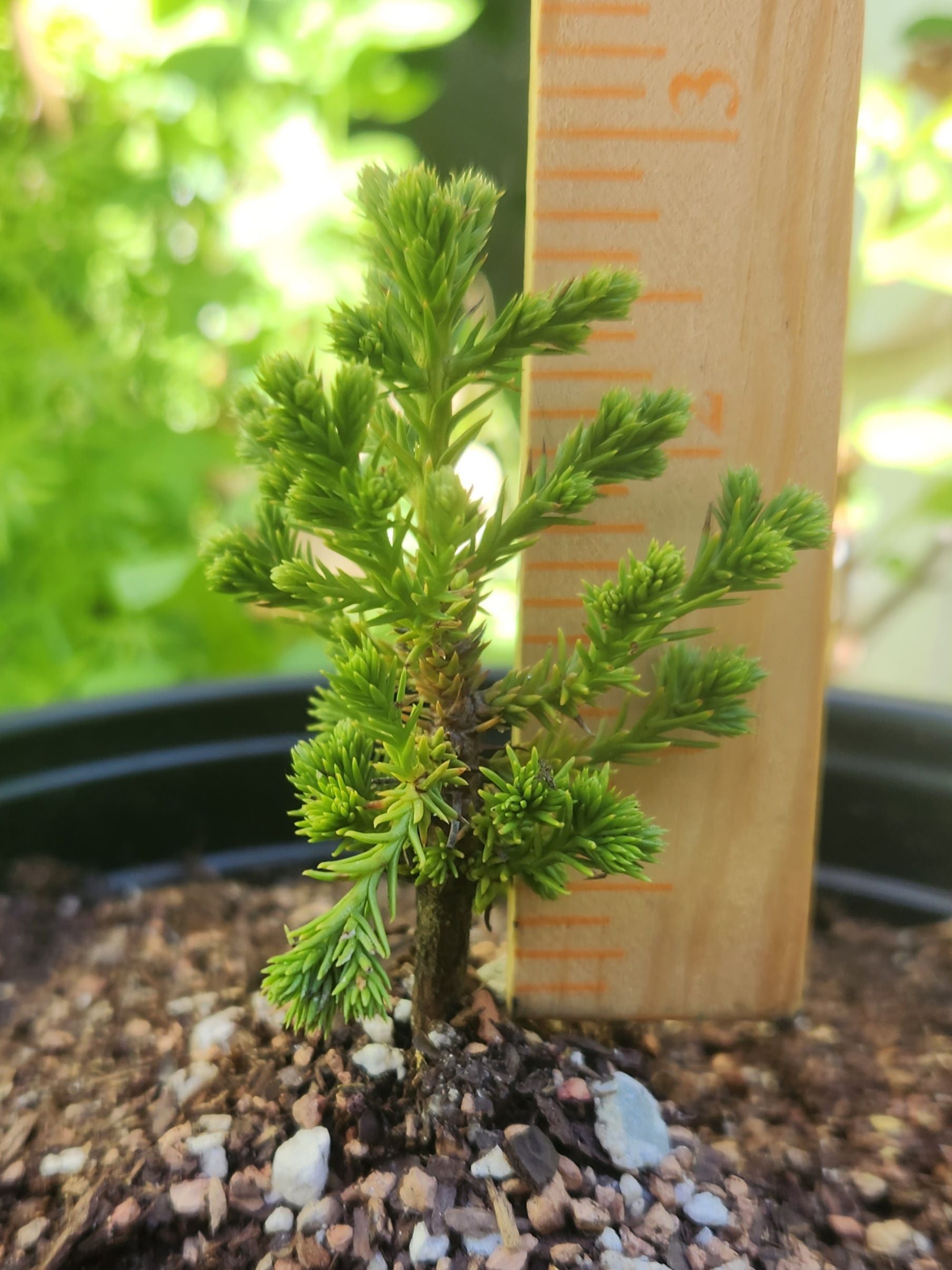 Keep Your Giant Sequoia Alive: Light, Water & Care Instructions