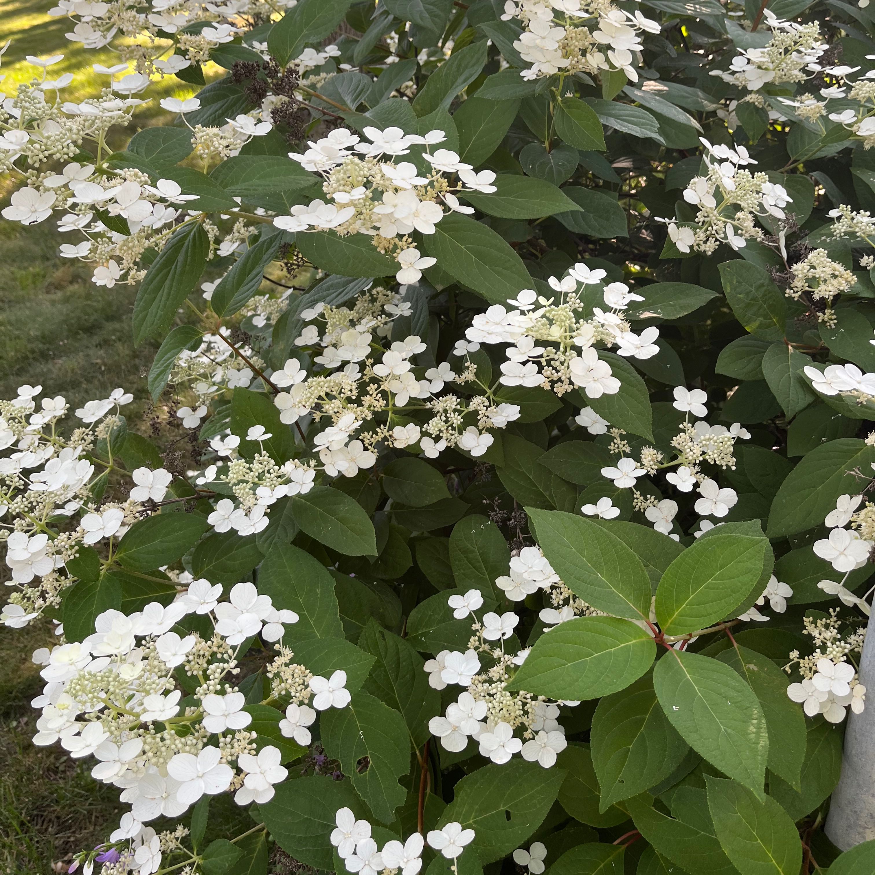 What Temperature Does My Panicle Hydrangea Need?