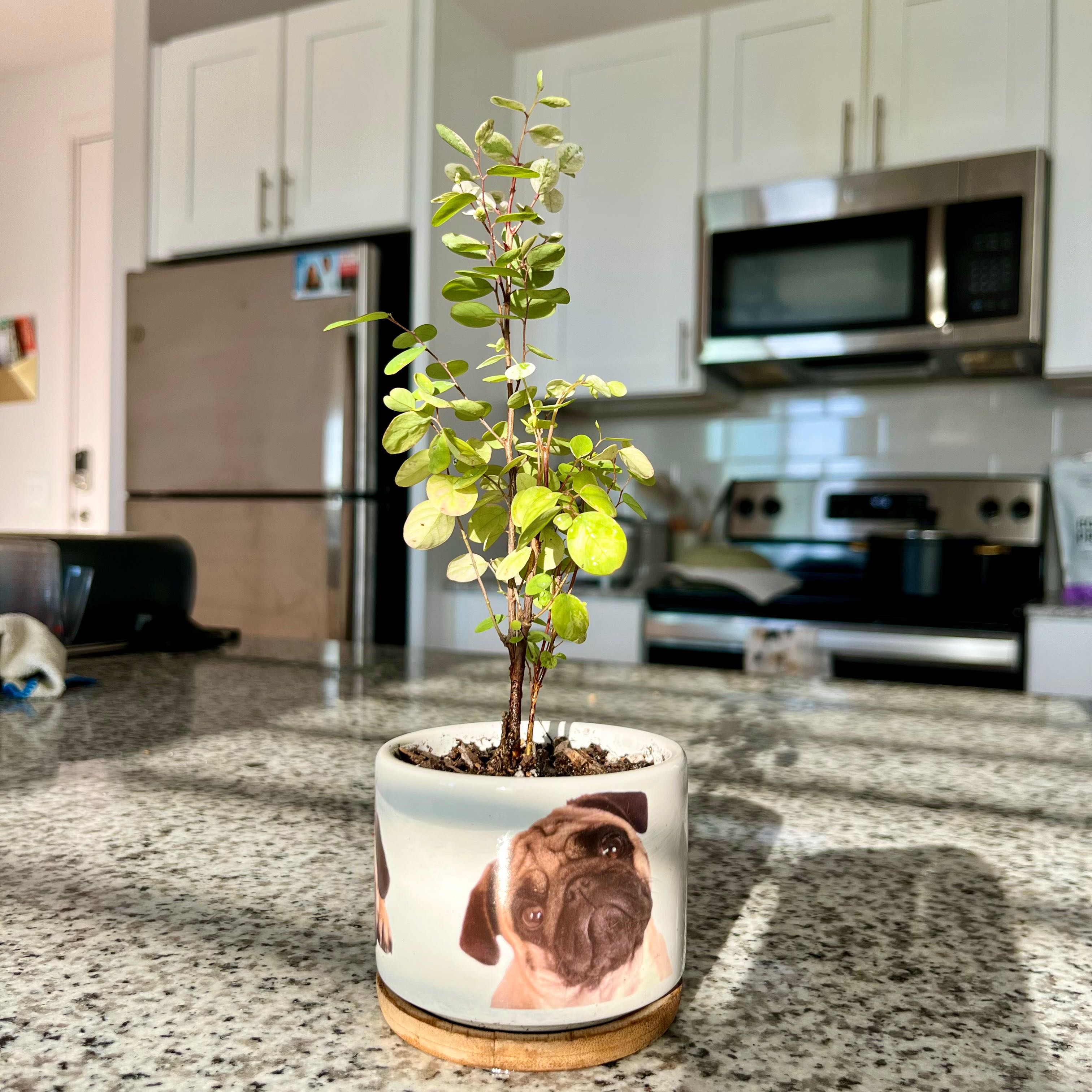 Propagating My Brenia Snowbush: Step-by-Step Guide