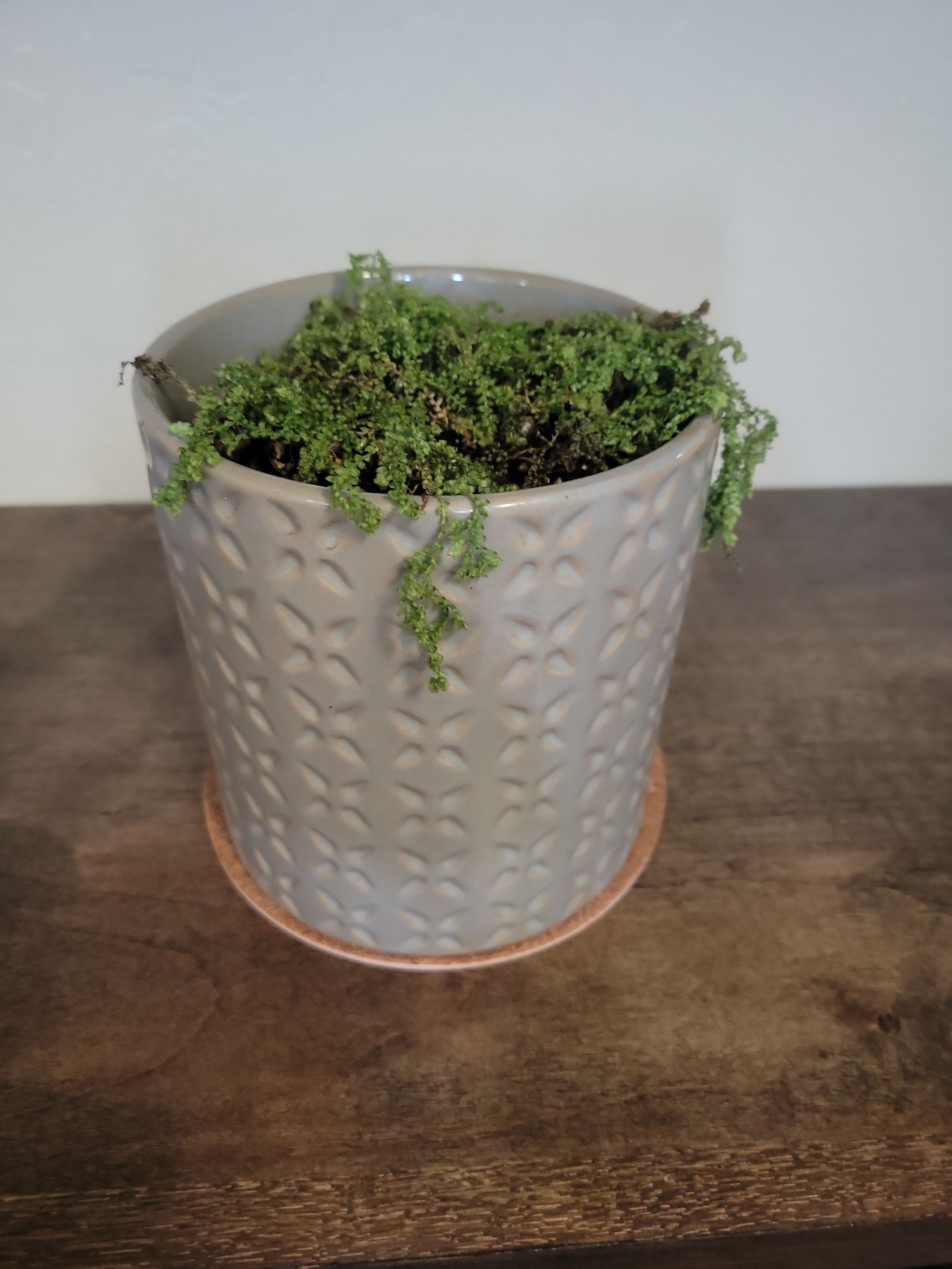 The Complete Club Moss Plant Care Guide: Water, Light & Beyond