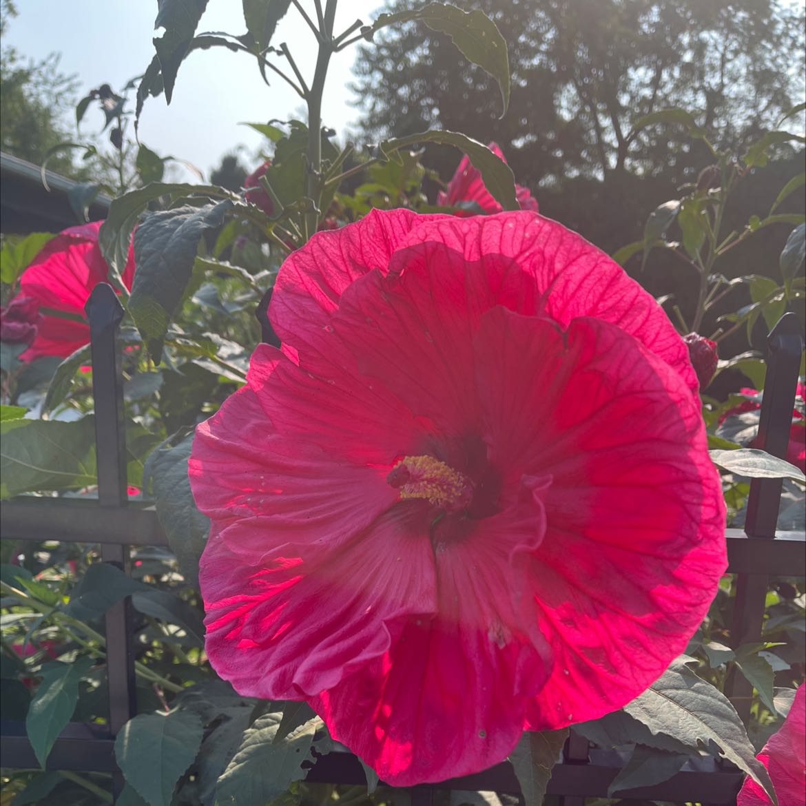 What Is A Good Temperature Range For My Swamp Rose-Mallow?