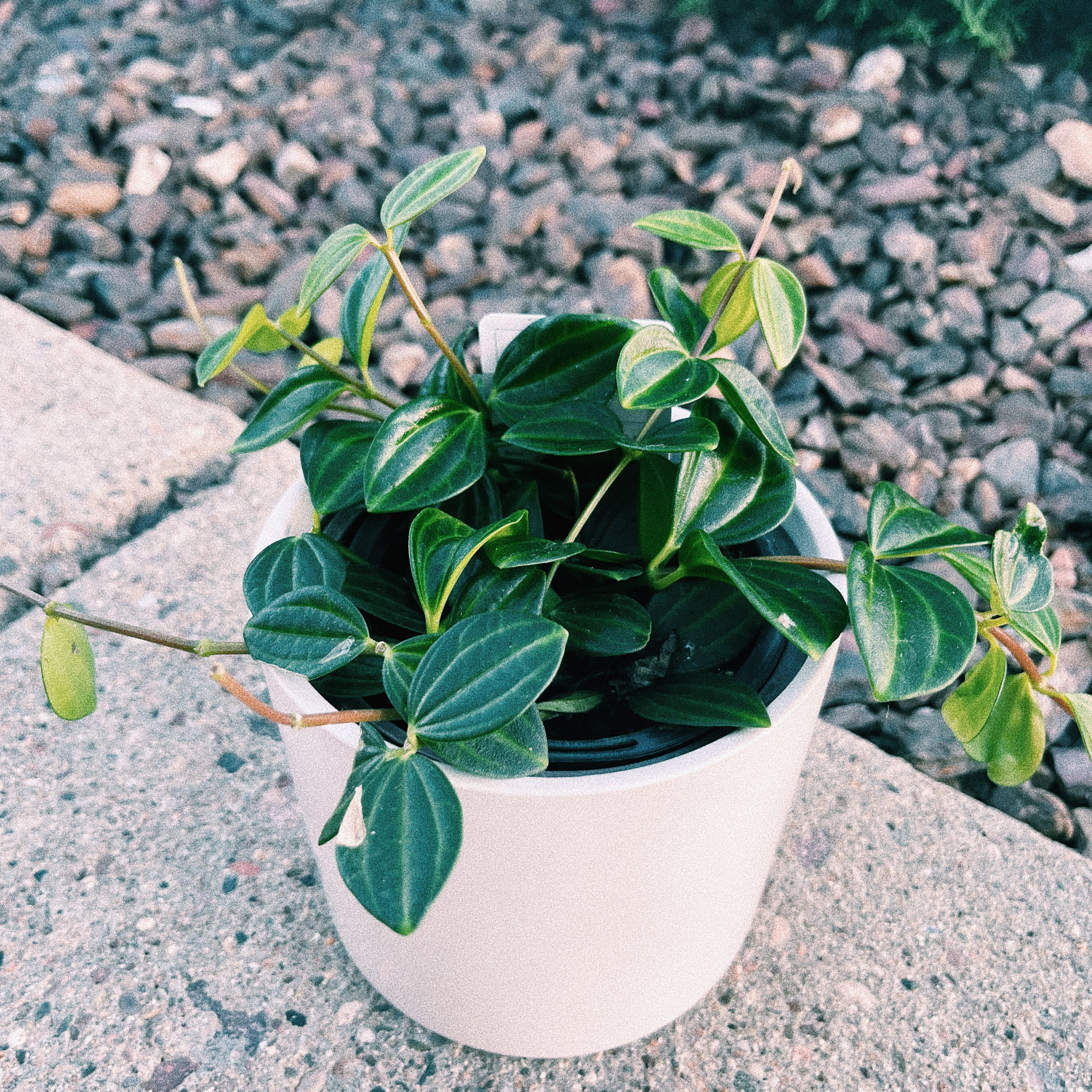 Why Are My Peperomia angulata 'Raydiance' Leaves Curling?