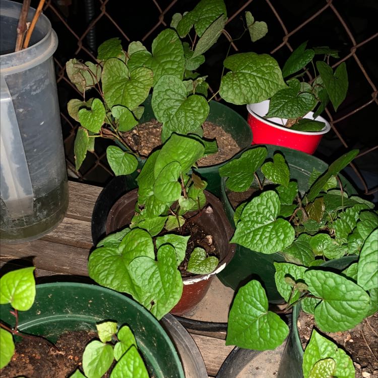 Common Morning Glory Problems