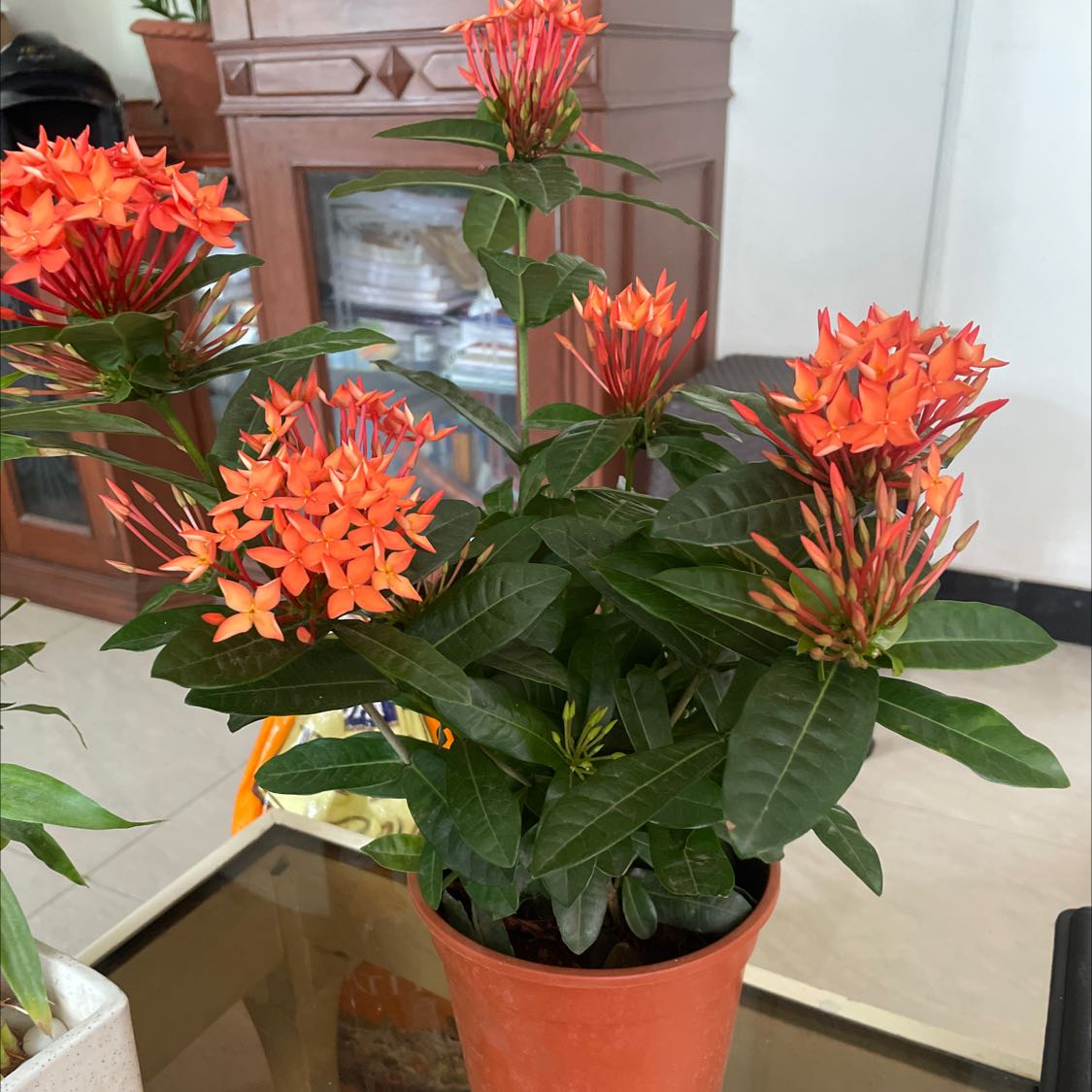 Why Are There Black Spots on My Chinese Ixora Leaves?