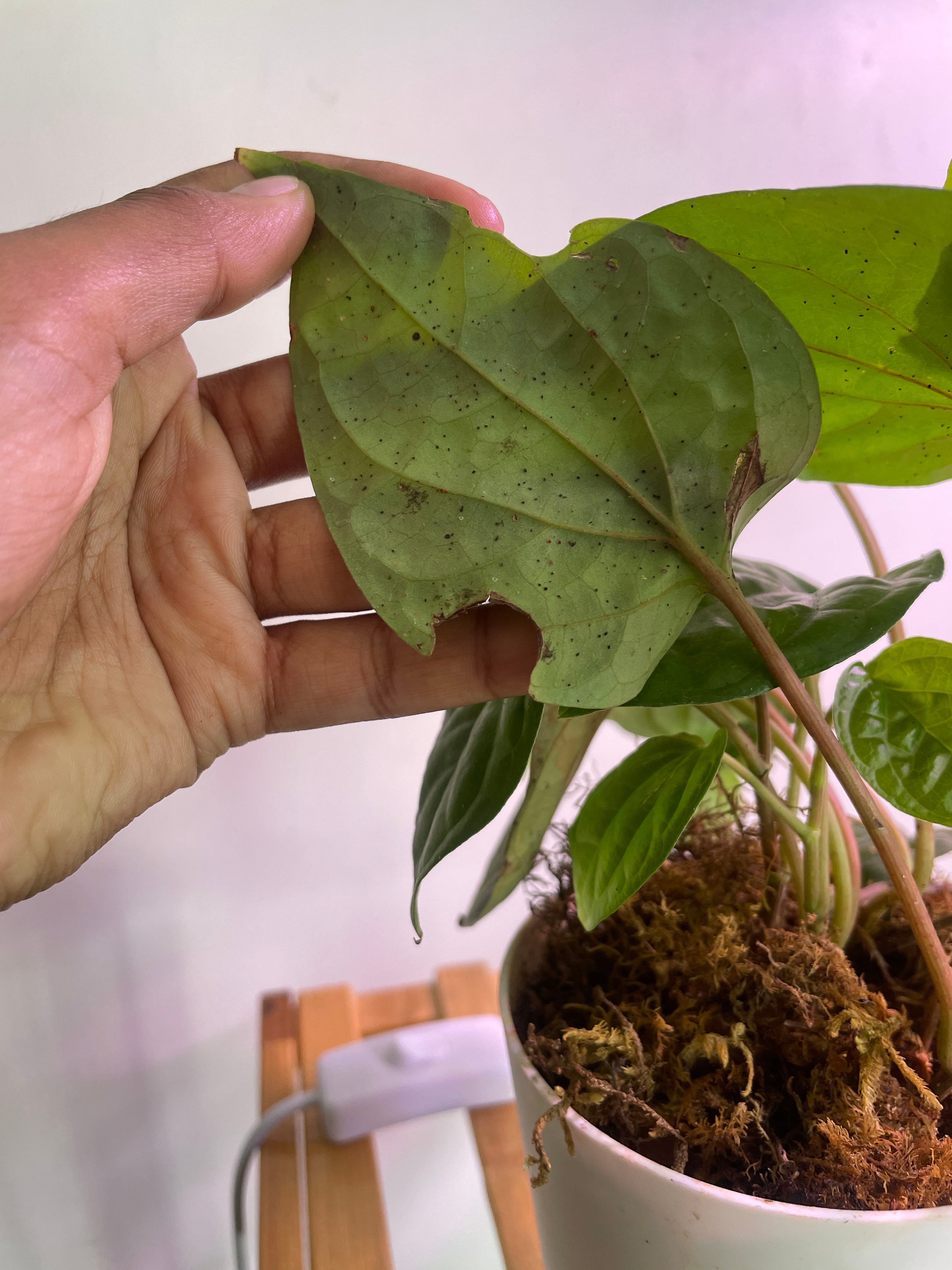 💧 Ultimate Guide to Root Rot in Betel Leaf